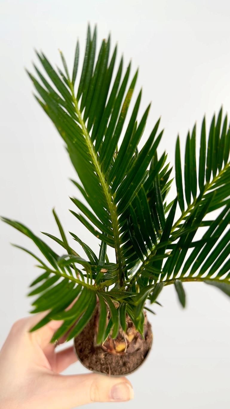 Cycas Revoluta Palma Sagowiec Malutka Tropikalna Palma - Ceny i opinie ...