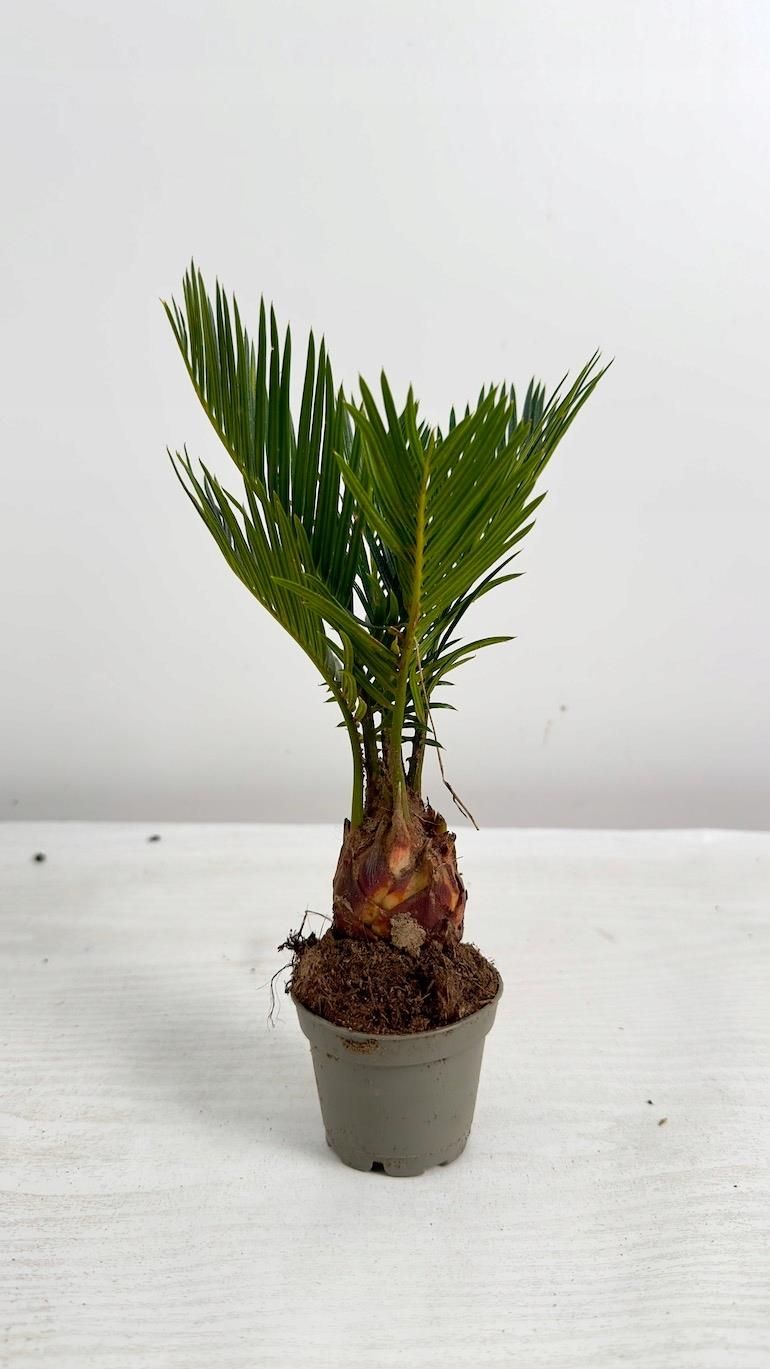 Cycas Revoluta Palma Sagowiec Malutka Tropikalna Palma - Ceny i opinie ...