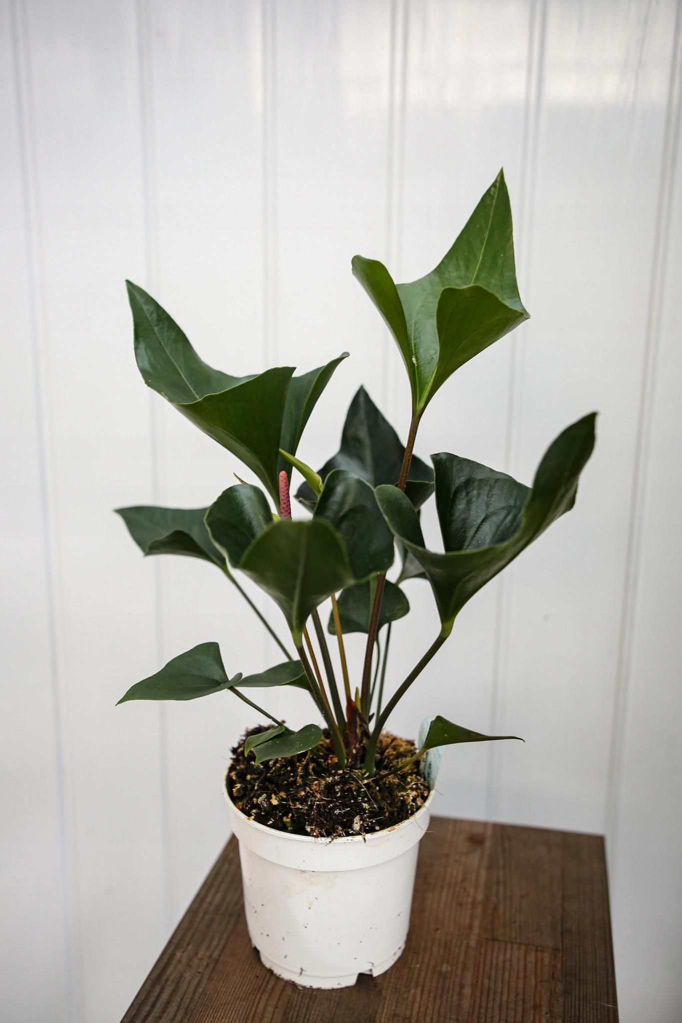 Anthurium Arrow - Ceny i opinie - Ceneo.pl