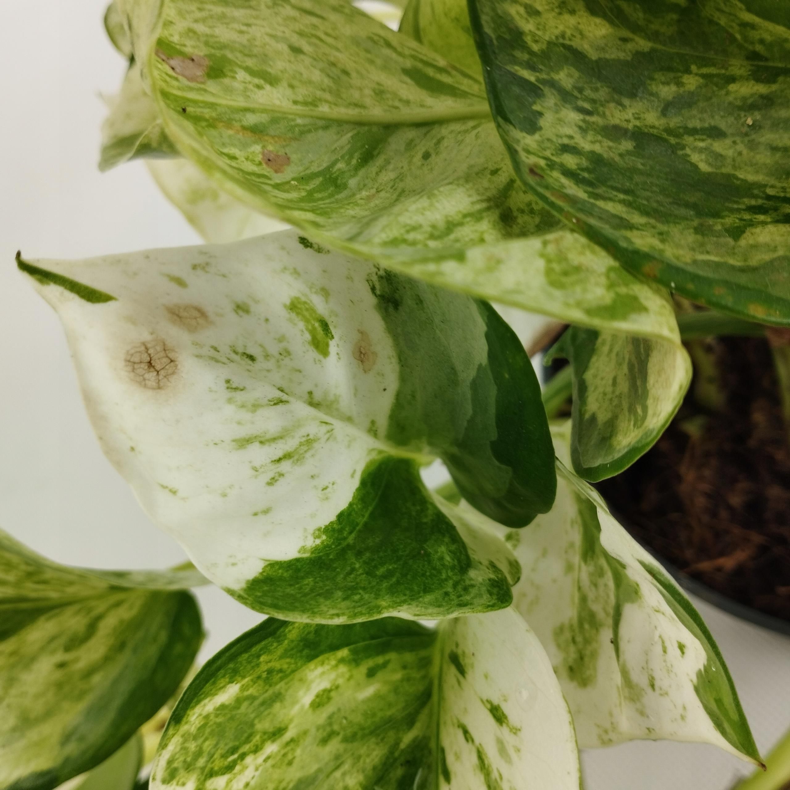 Epipremnum Pinnatum Happy Leaf II Gat - Ceny i opinie - Ceneo.pl