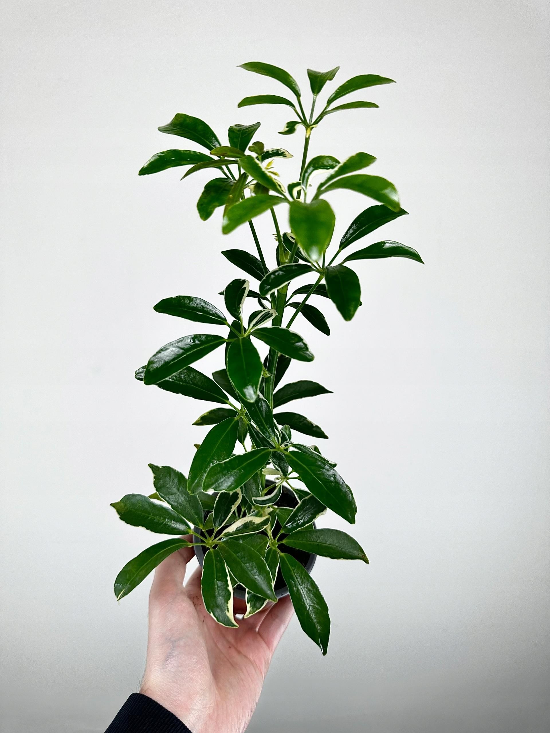 Szeflera Schefflera Moondrop - Ceny i opinie - Ceneo.pl