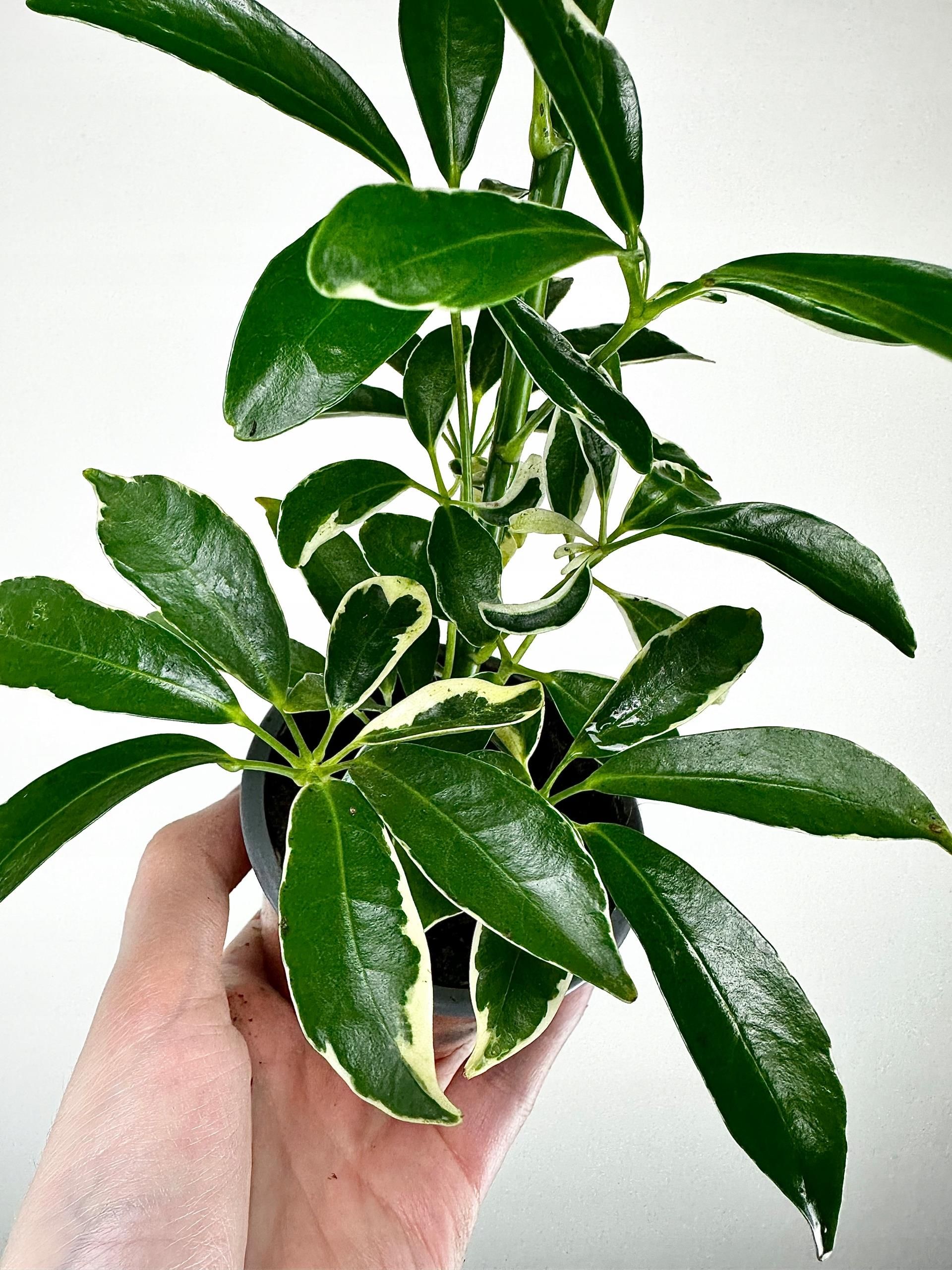 Szeflera Schefflera Moondrop - Ceny i opinie - Ceneo.pl