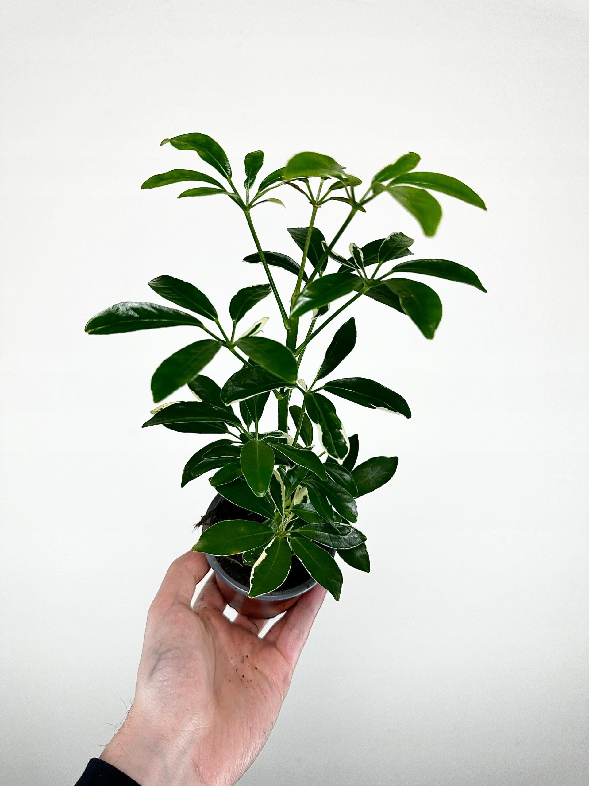 Szeflera Schefflera Moondrop - Ceny i opinie - Ceneo.pl