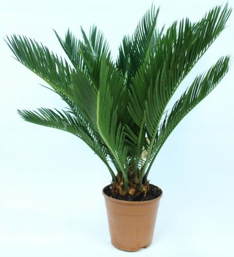 Palma Cycas Cykas Revoluta Sagowiec - Ceny i opinie - Ceneo.pl