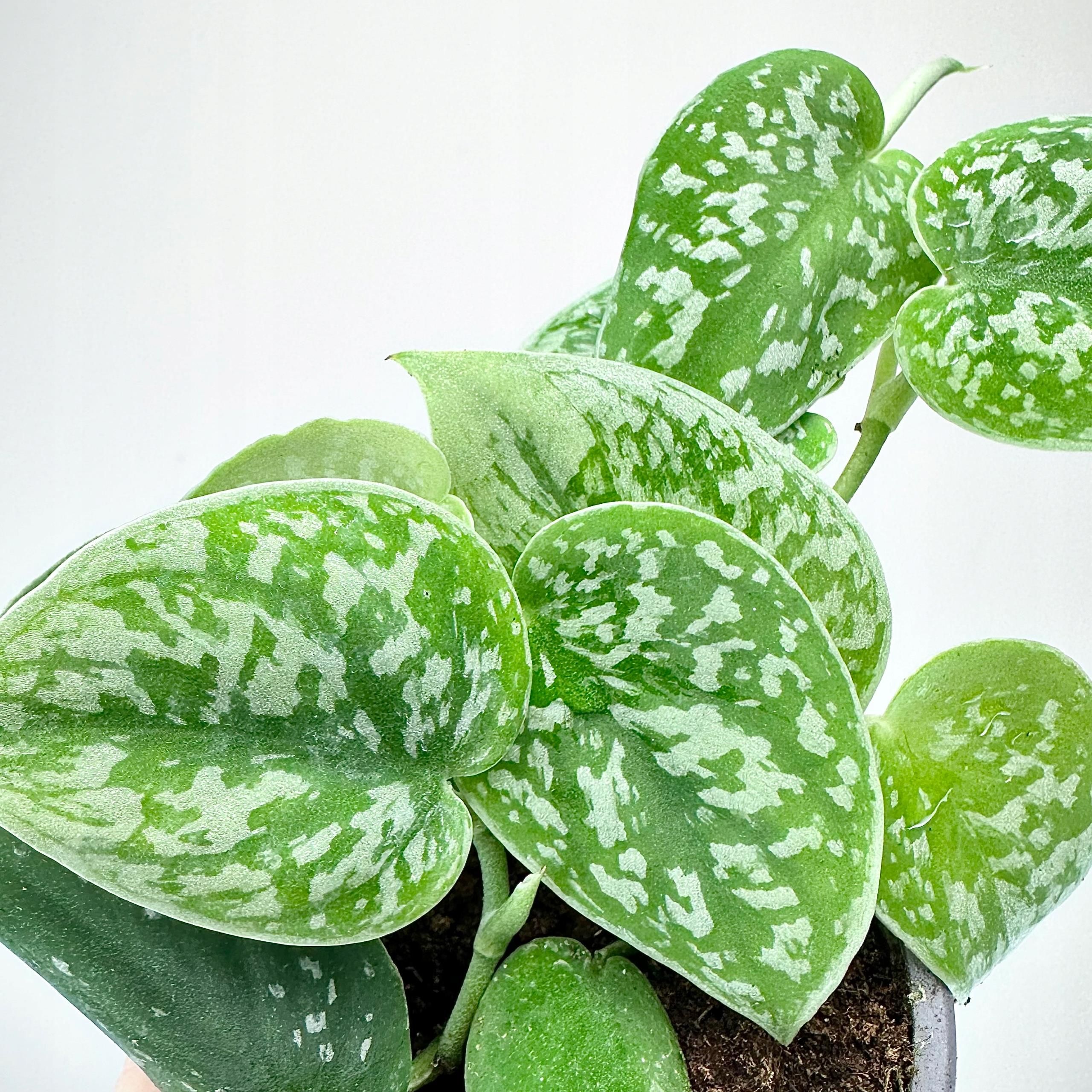 Scindapsus Pictus Argyraeus Scindapsus Pstry - Ceny i opinie - Ceneo.pl