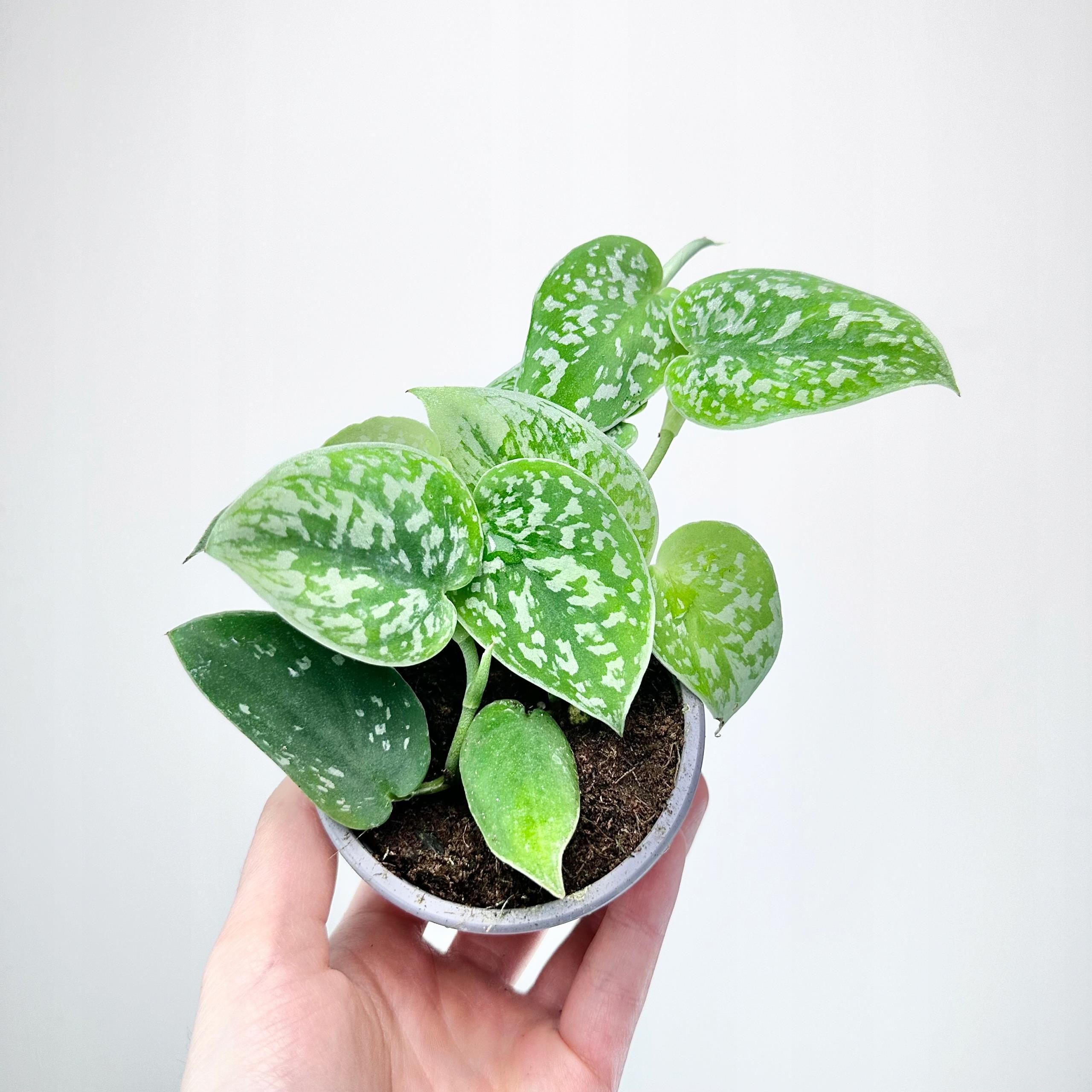 Scindapsus Pictus Argyraeus Scindapsus Pstry - Ceny i opinie - Ceneo.pl