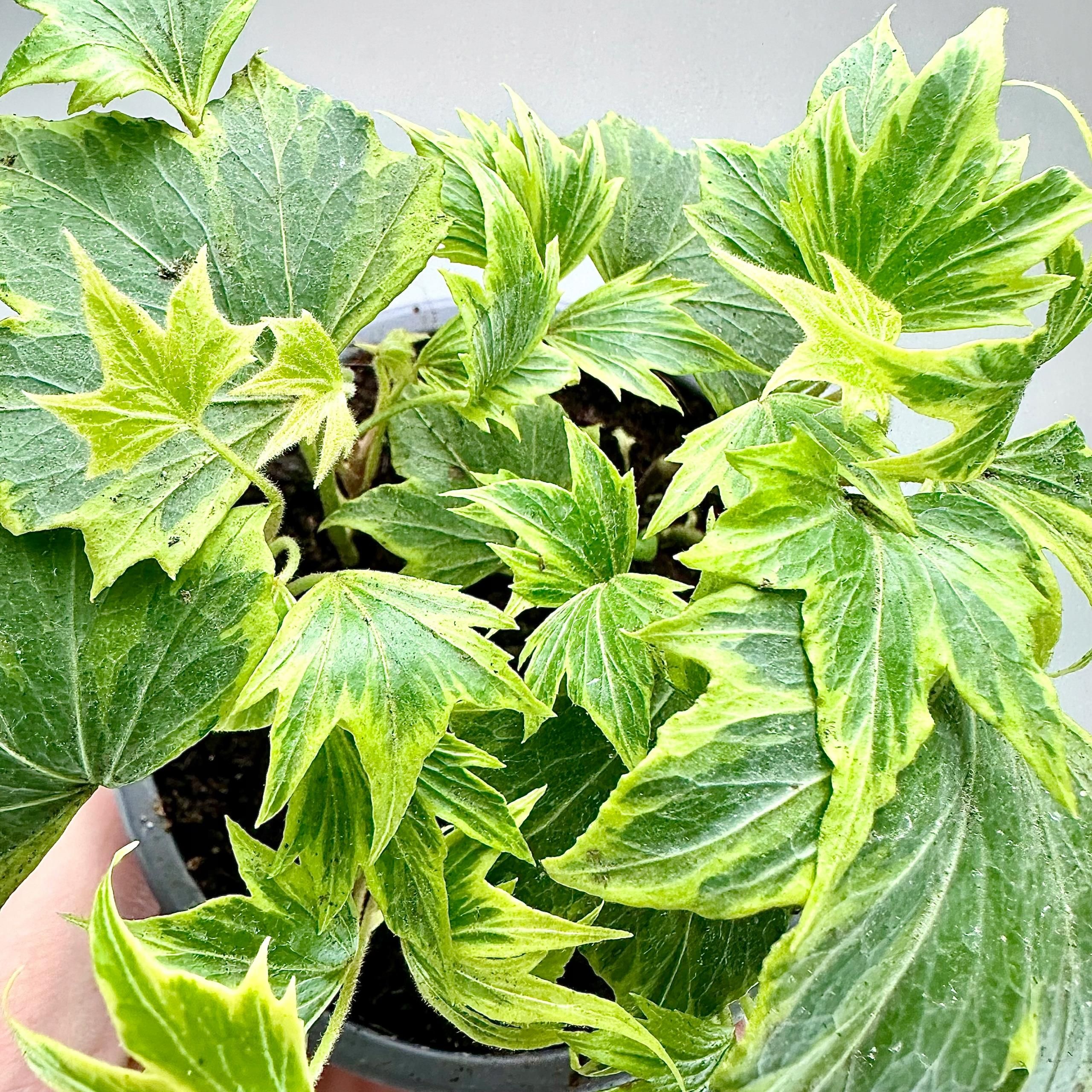 Hedera Helix Yellow Ripple Bluszcz - Ceny i opinie - Ceneo.pl