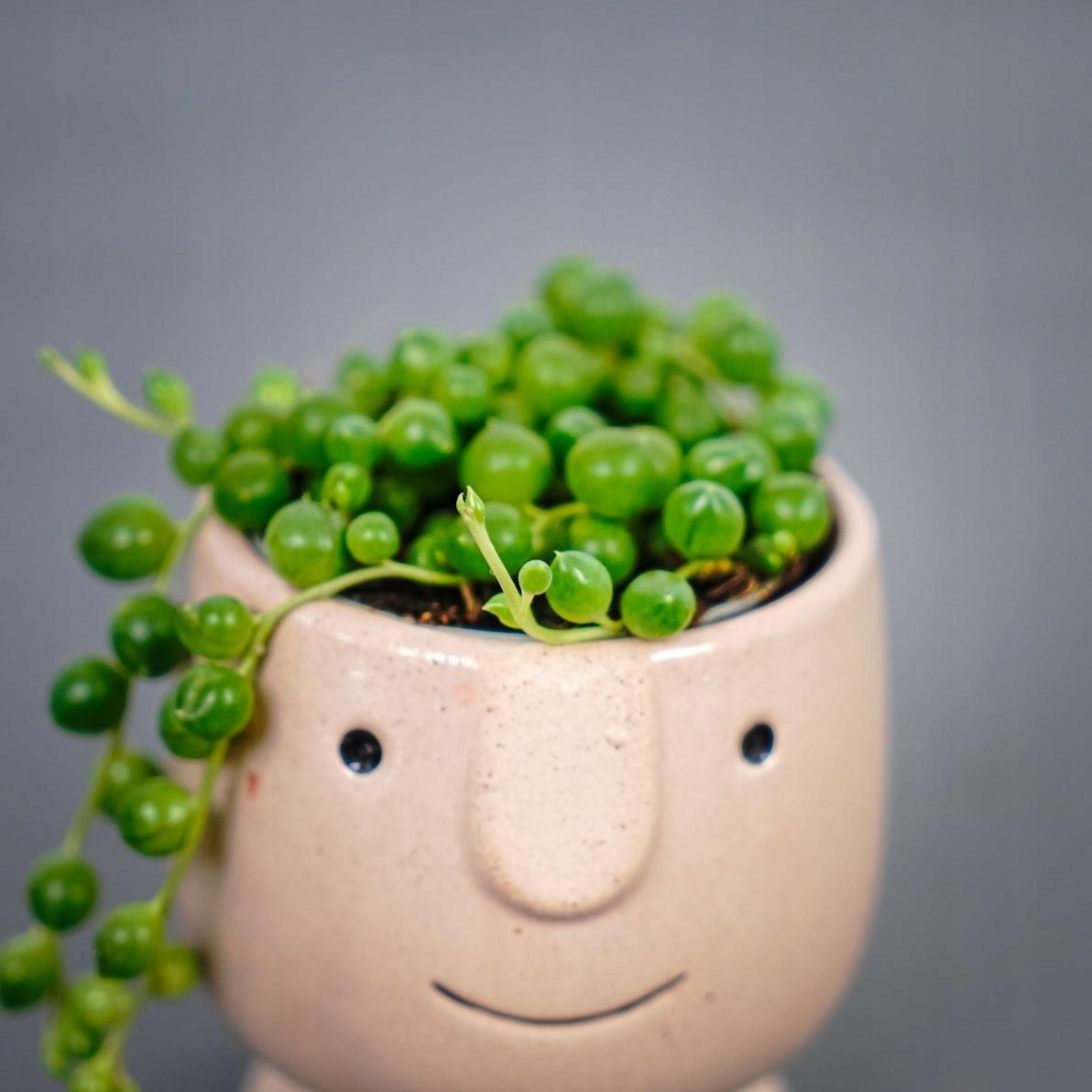 Senecio Rowleyanus Xs Starzec Rowleya Sznur Pereł - Ceny i opinie ...