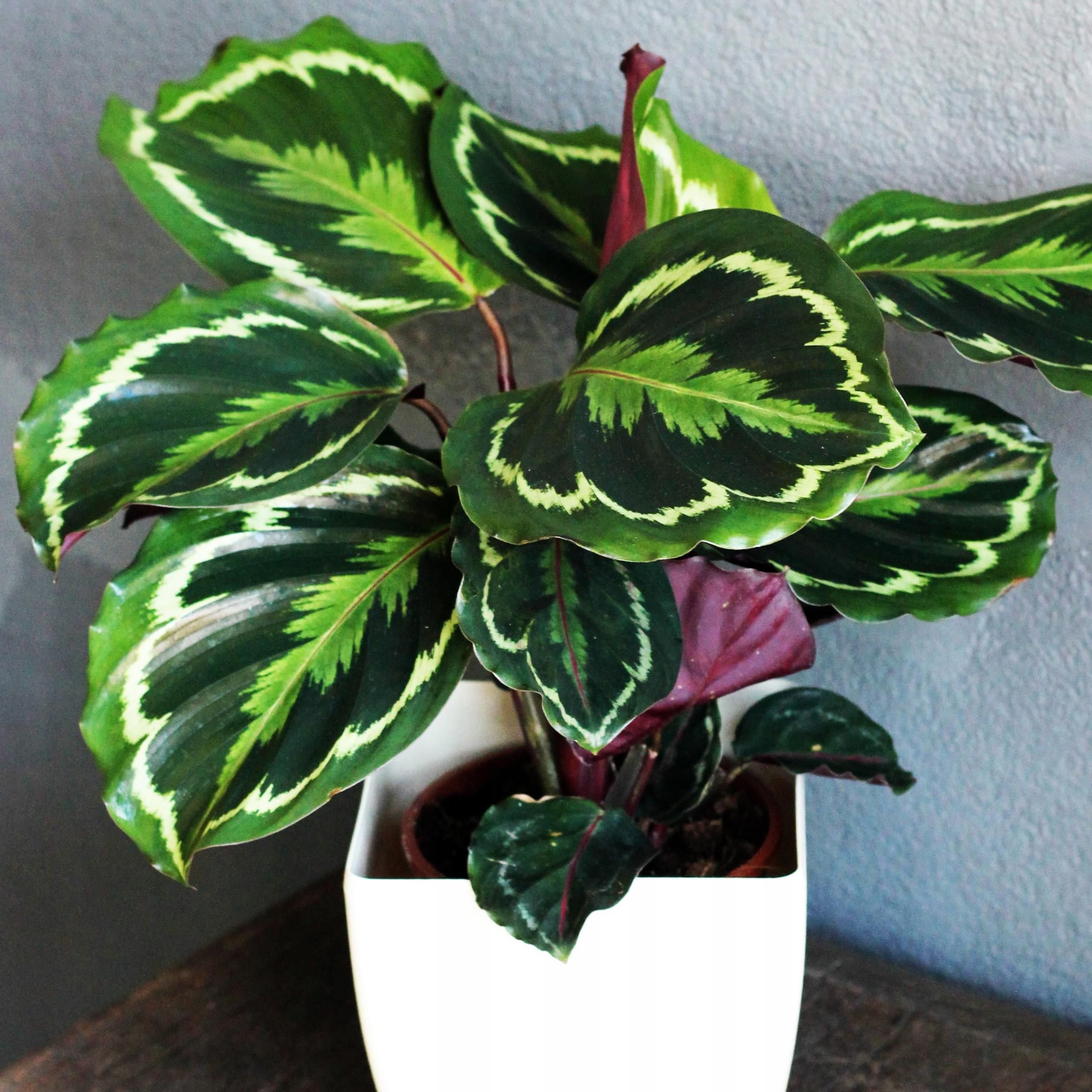 Calathea Medallion Liście Bordowe Wybarwienie - Ceny i opinie - Ceneo.pl