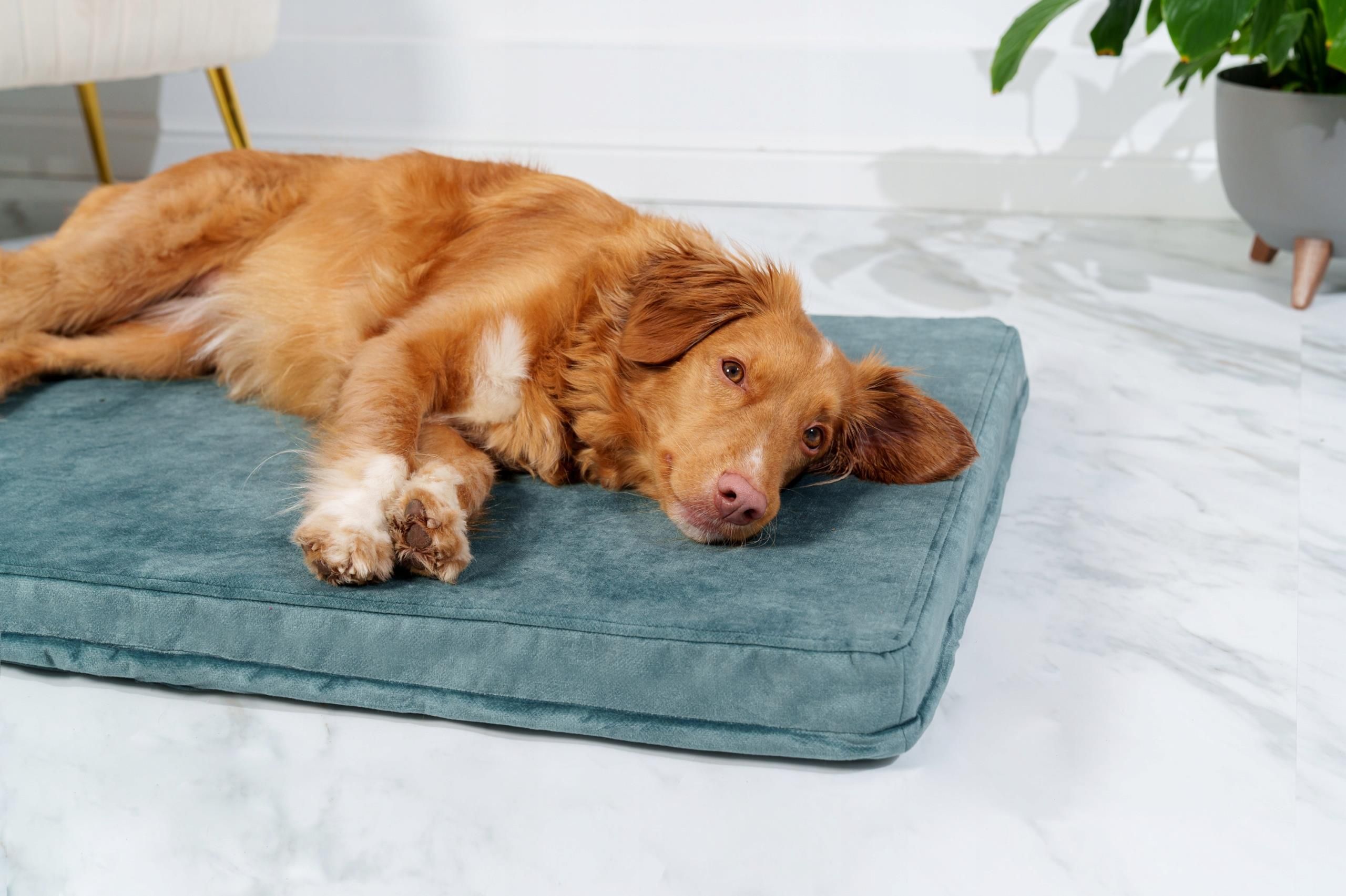 Legowisko Ortopedyczne Petformed Light Materac L Posłanie Dla Psa Oxymesh 1646586905 - Ceny i ...