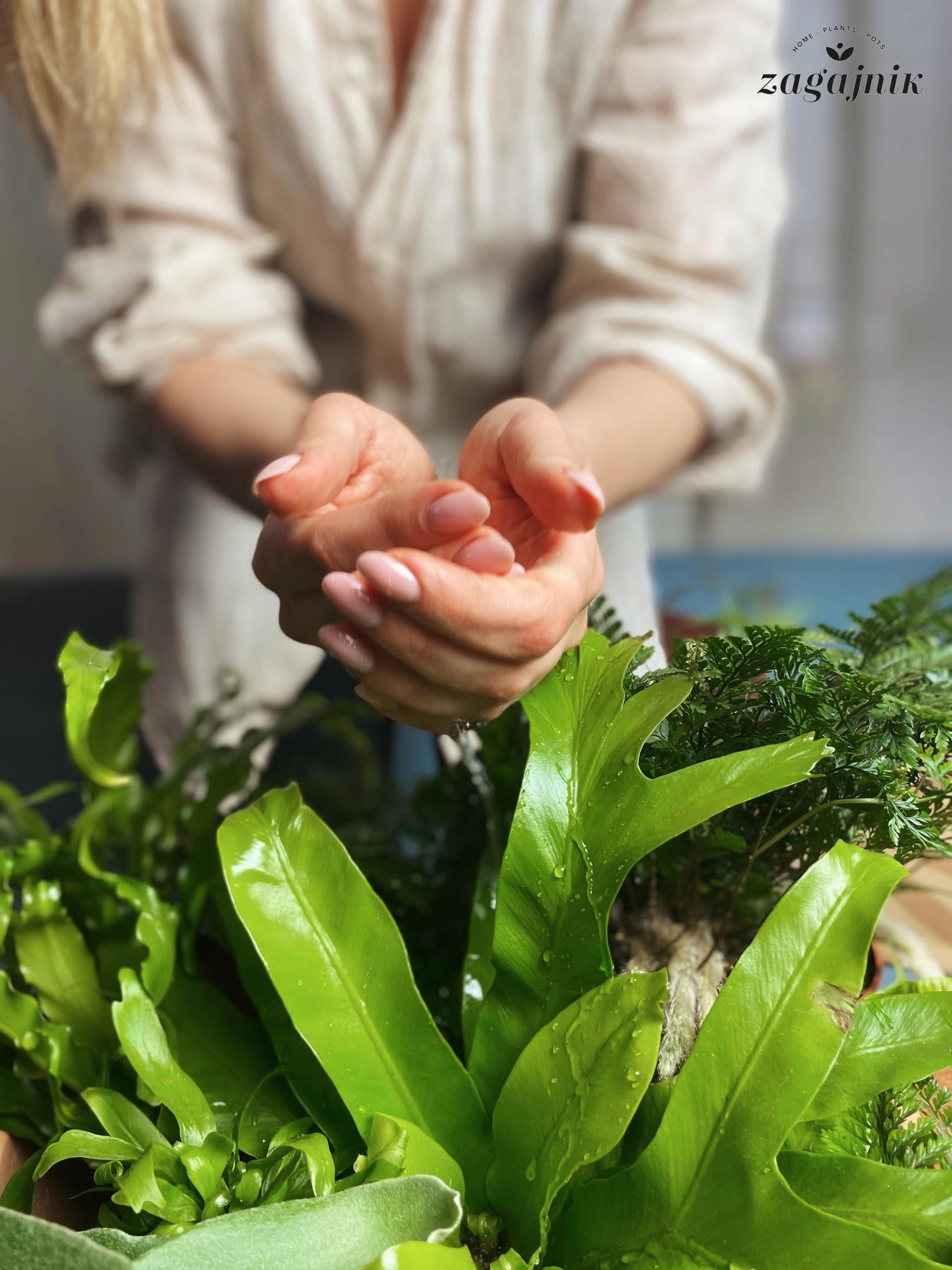 Philodendron Gloriosum Filodendron Duże Liście Xl - Ceny i opinie - Ceneo.pl