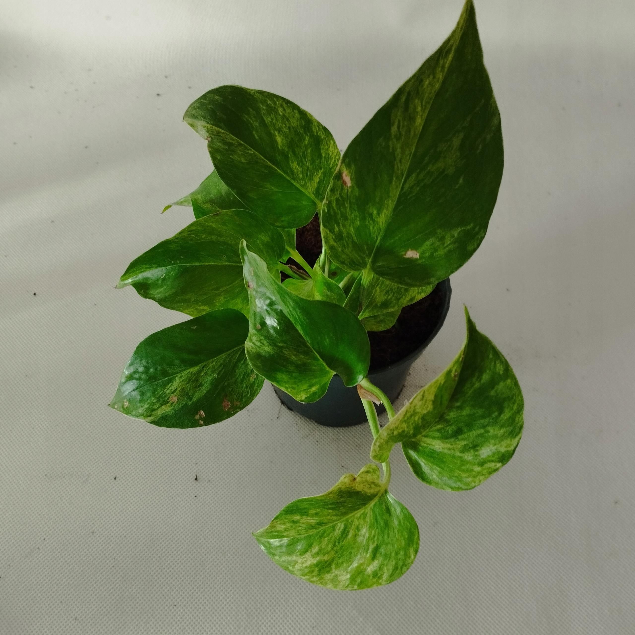 Epipremnum Marble Queen II Gat - Ceny i opinie - Ceneo.pl