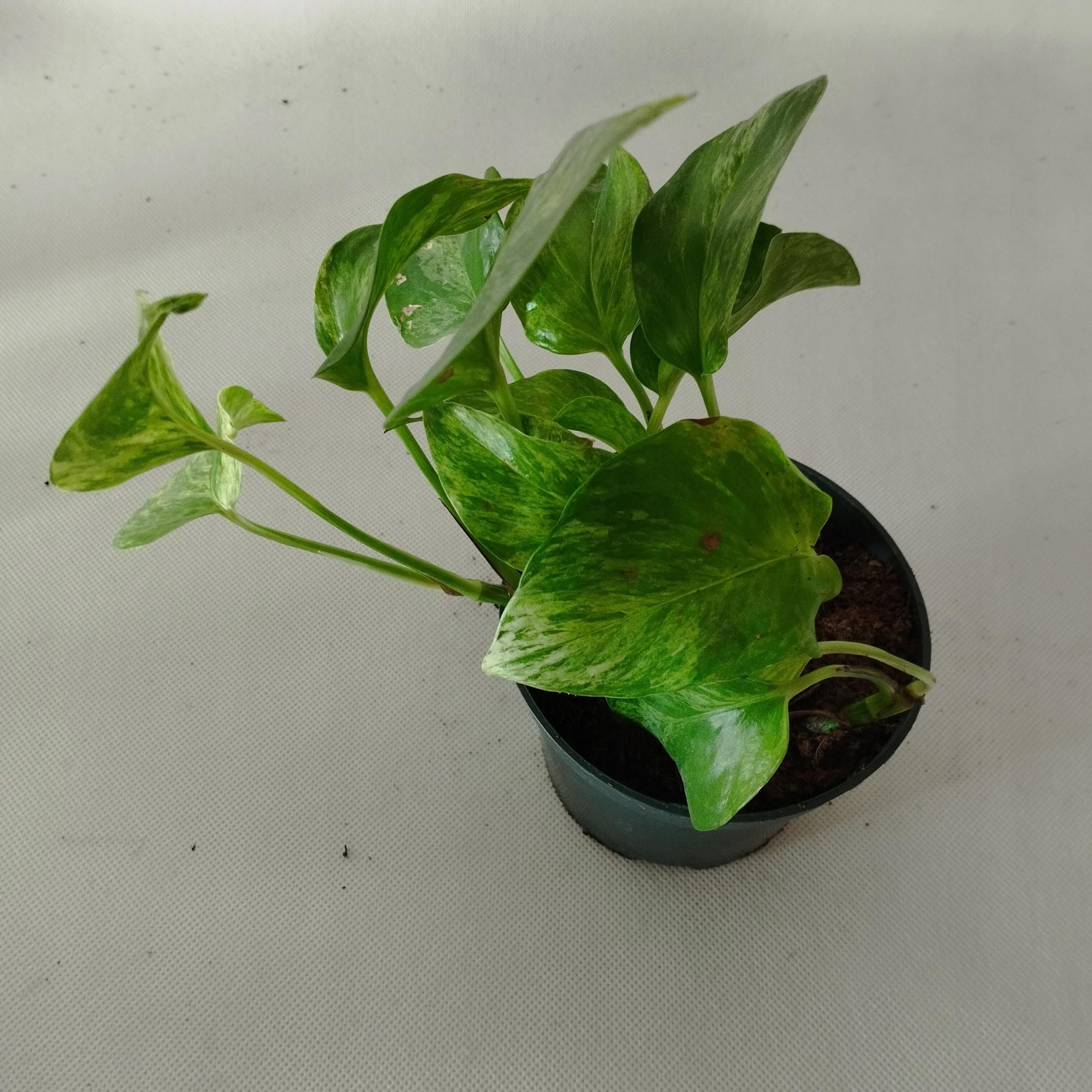 Epipremnum Marble Queen II Gat - Ceny i opinie - Ceneo.pl