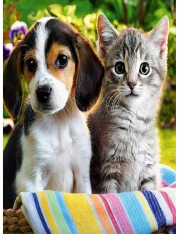 Haft Diamentowy Diamond Painting Mozaika Zestaw - Ceny i opinie - Ceneo.pl