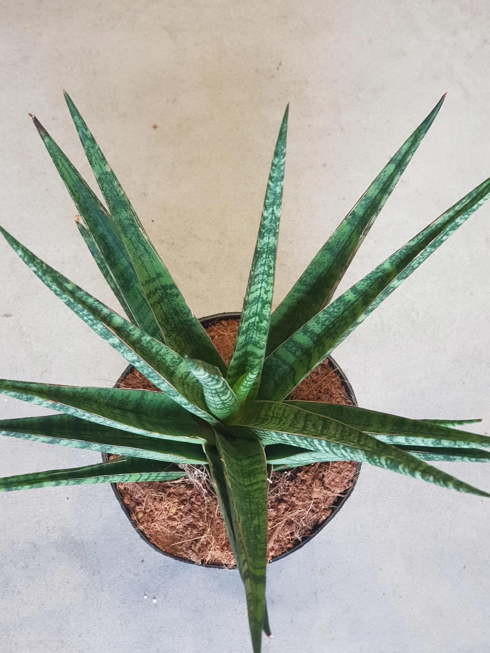 Sansevieria 'Comet Queen Marble' Sanseweria - Ceny i opinie - Ceneo.pl