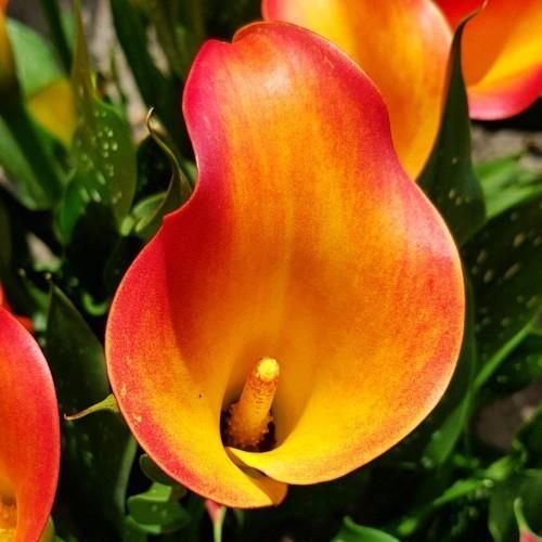 Wiśniewski Calla -Zantedeschia Captain Amigo 1szt. - Ceny i opinie ...