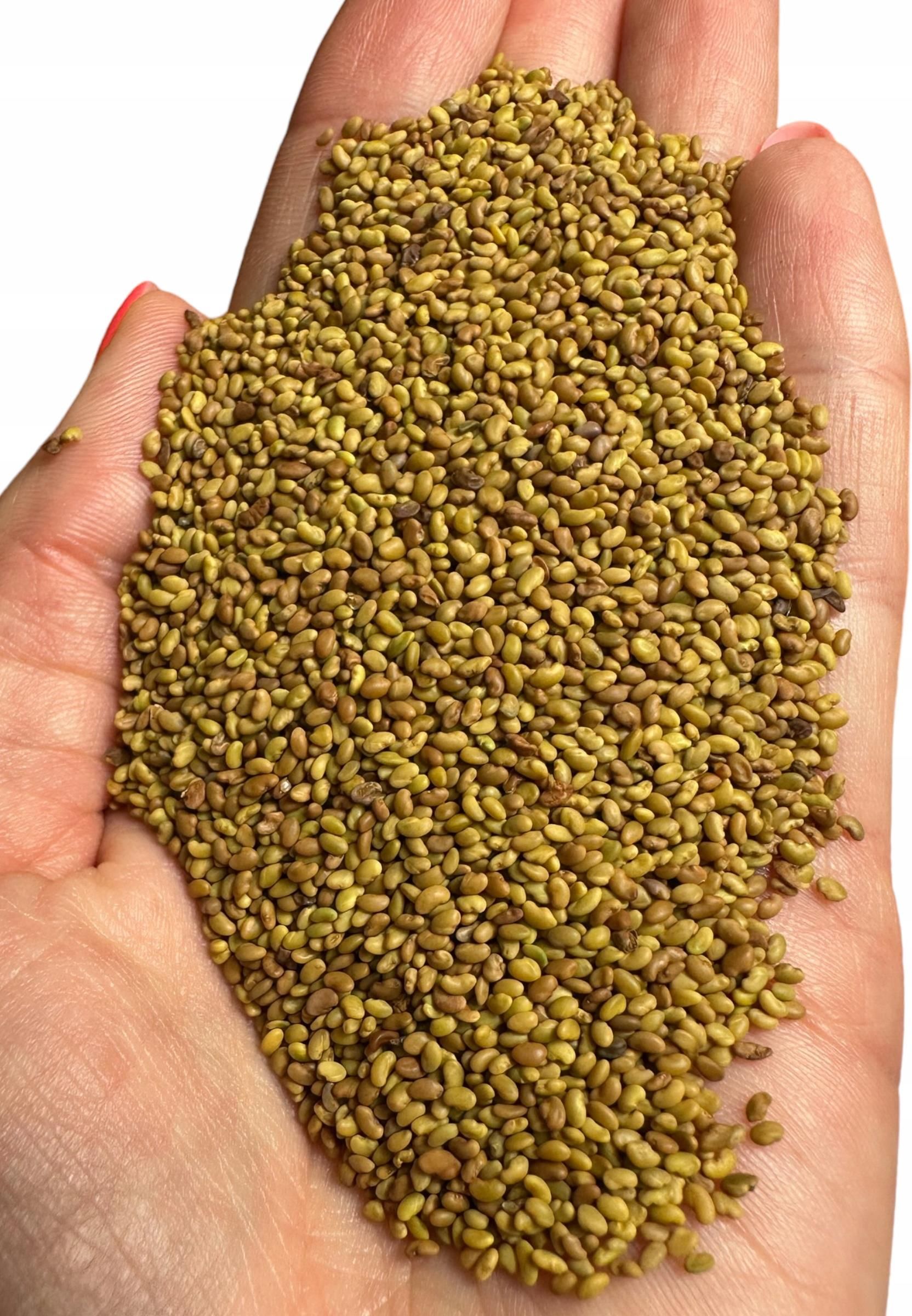 Nasiona Lucerna 1Kg - Ceny i opinie - Ceneo.pl