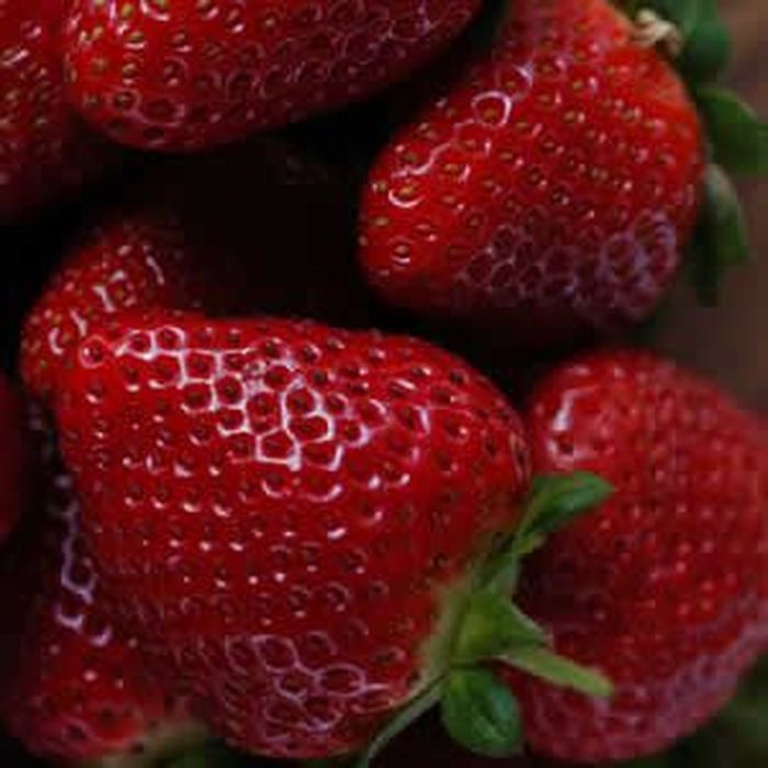 Truskawka (Tresca Fragaria ananassia) - Ceny i opinie - Ceneo.pl