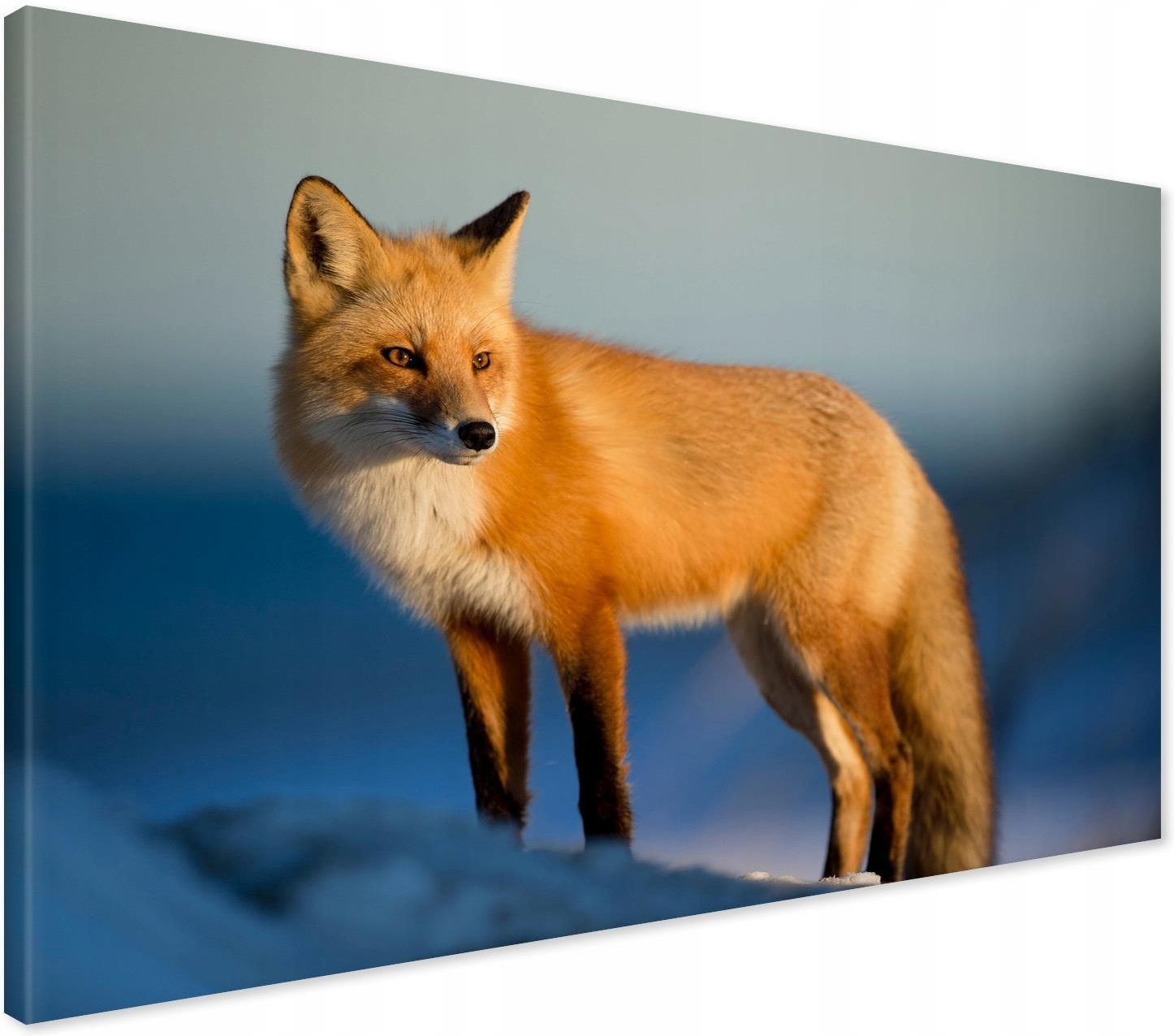 Printedwall Obraz na płótnie lis lisek las Nowoczesny na ścianę 70x50 ...