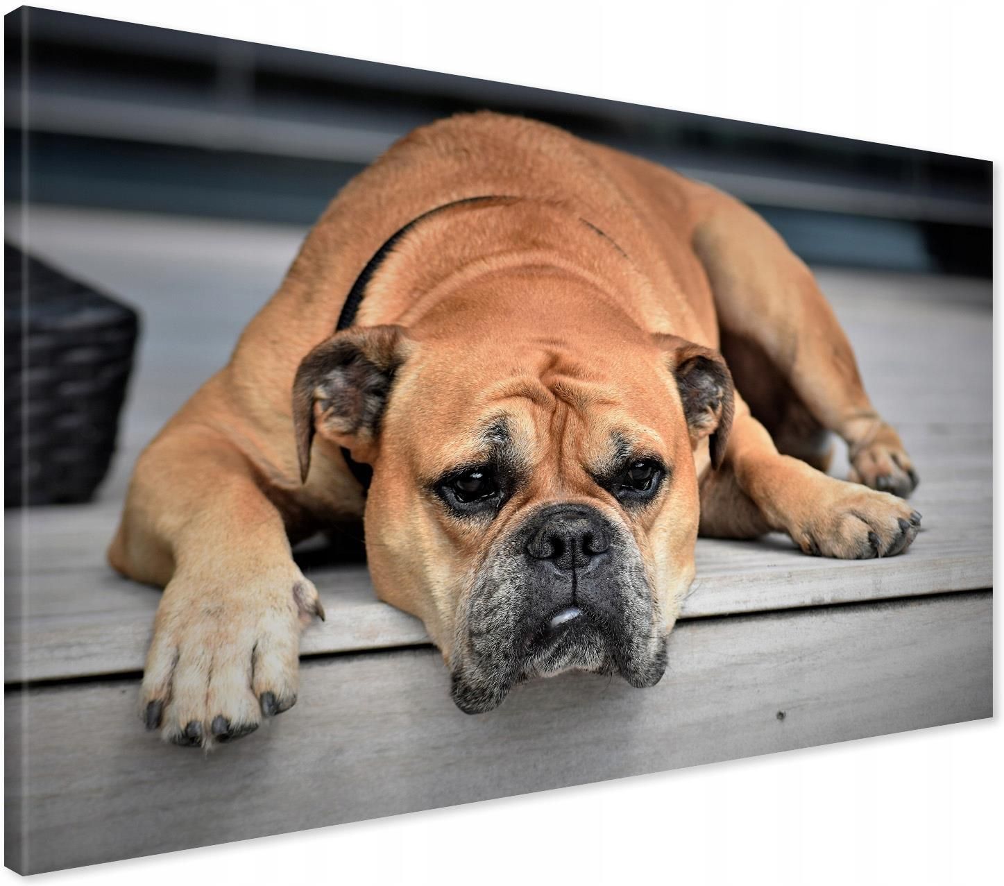 Printedwall Obraz na płótnie pies piesek zwierzaki Nowoczesny na ścianę ...