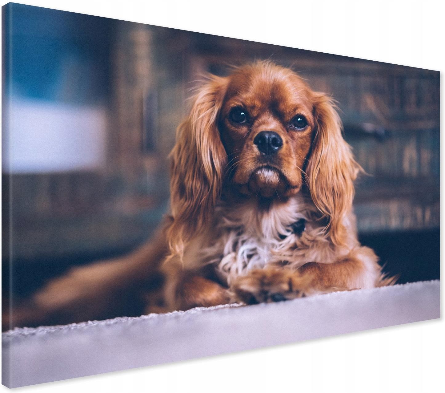 Printedwall Obraz na płótnie pies piesek Nowoczesny na ścianę 100x70 ...