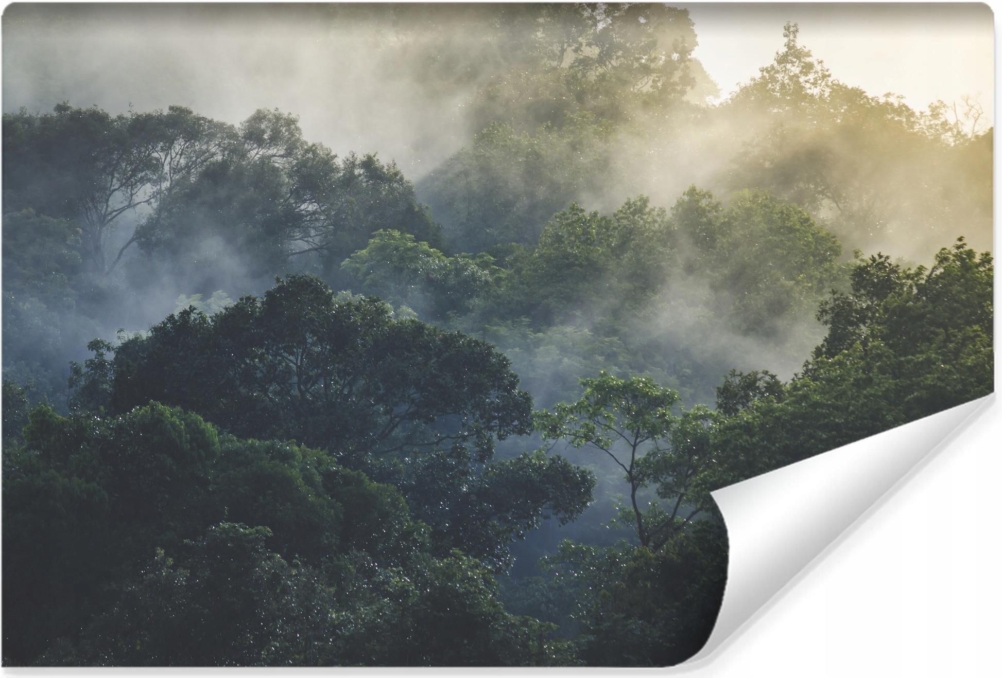 Muralo Fototapeta Tropikalny Las We Mgle Natura Krajobraz 3D 360X240 ...