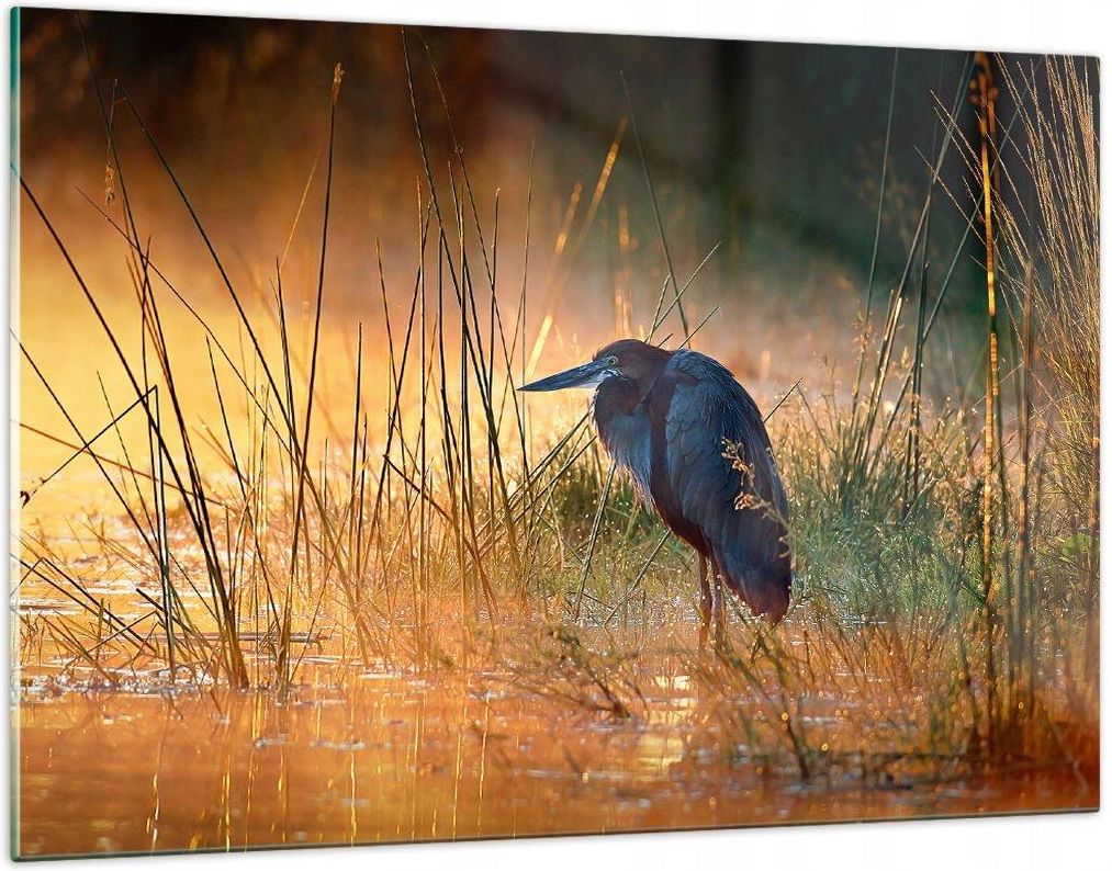 Arttor Duży szklany obraz do Salonu XXL 120x80 Czapla Nowoczesny ...