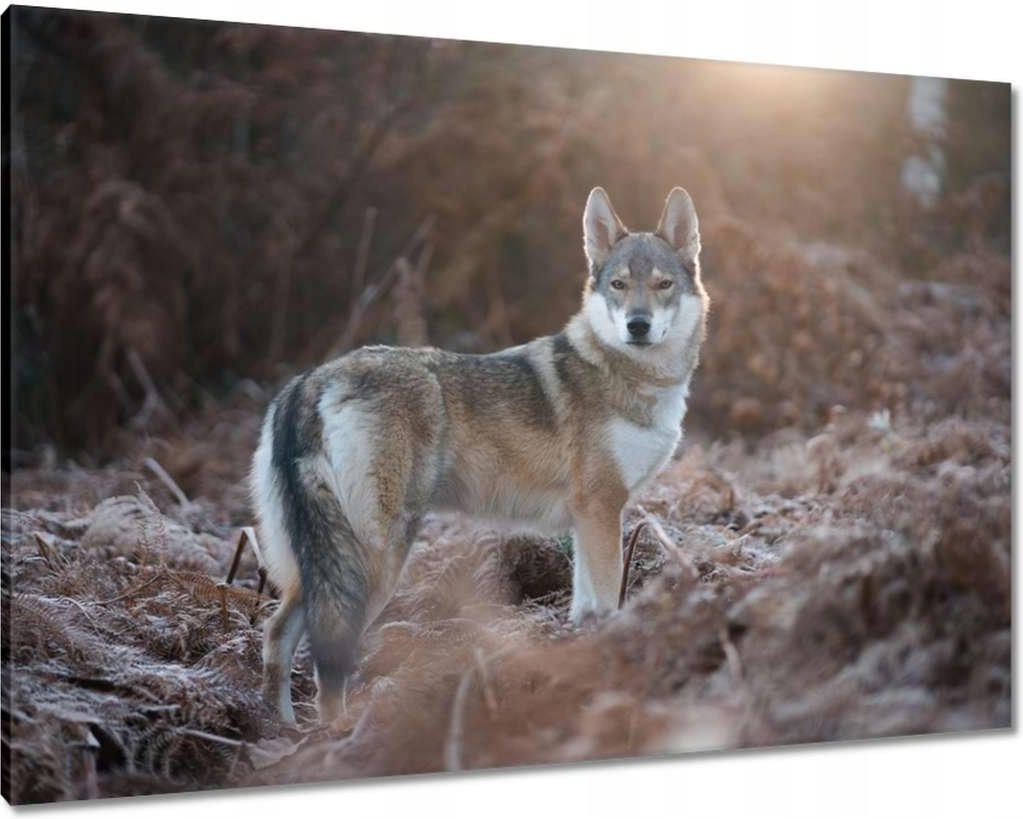 Zesmakiem Obrazy 100x70 Wilk Wilki Wolf (H7711M_PC1Z_100X70CM) - Opinie ...