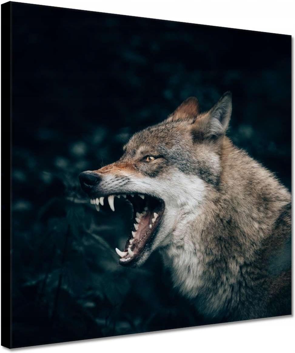 Zesmakiem Obrazy 30x30 Wilk Wilki Wolf (H7710M_PC1AI_30X30CM) - Opinie ...