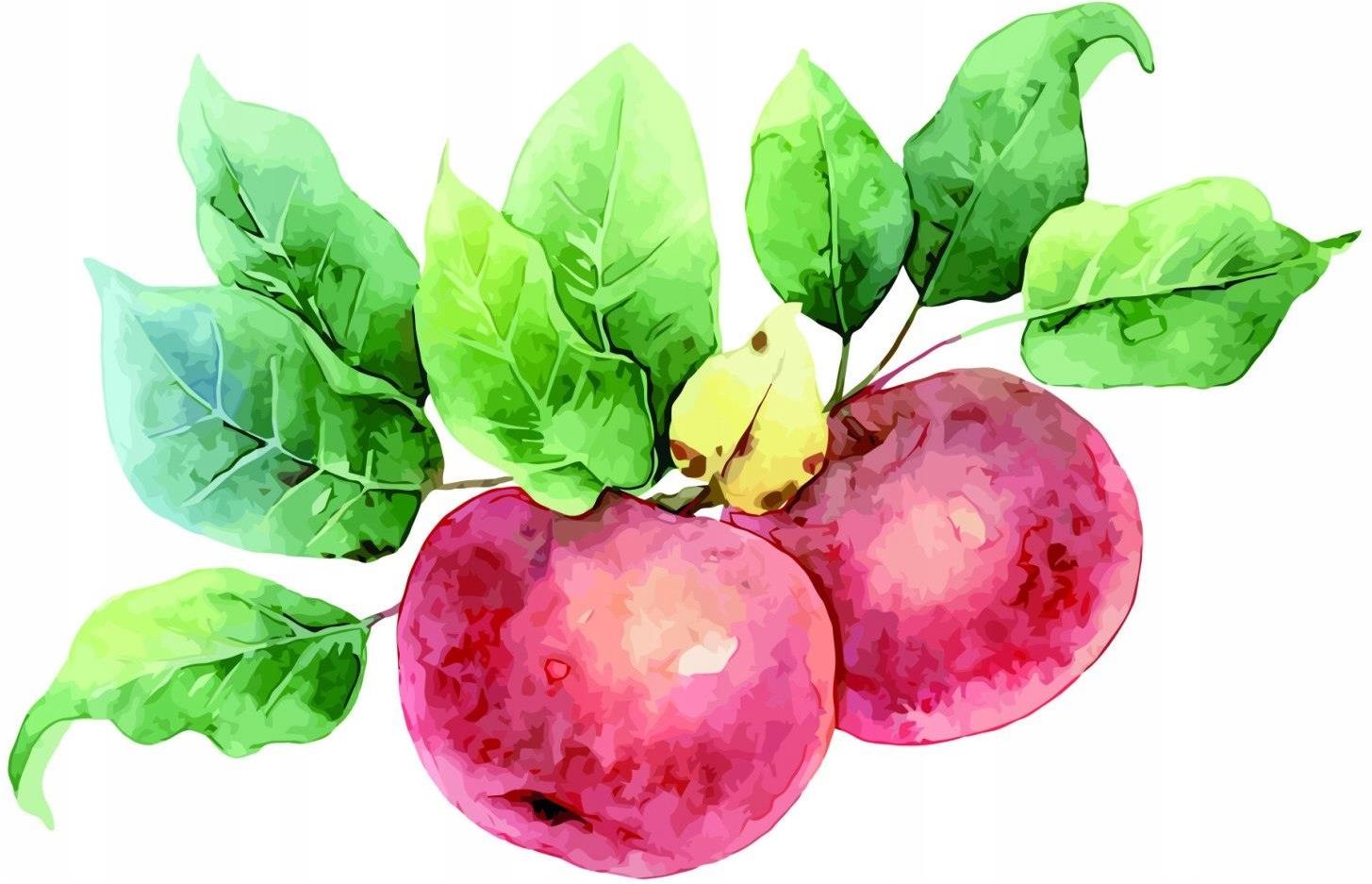 Doboxa Obraz Na Płótnie Jabłka Malowane Akwarelą 40x30 LB-628-C ...