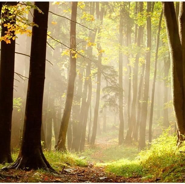 Artpro Fototapeta 3D 350X270 +Klej Ścieżka W Lesie Drzewa - Opinie i ceny na Ceneo.pl