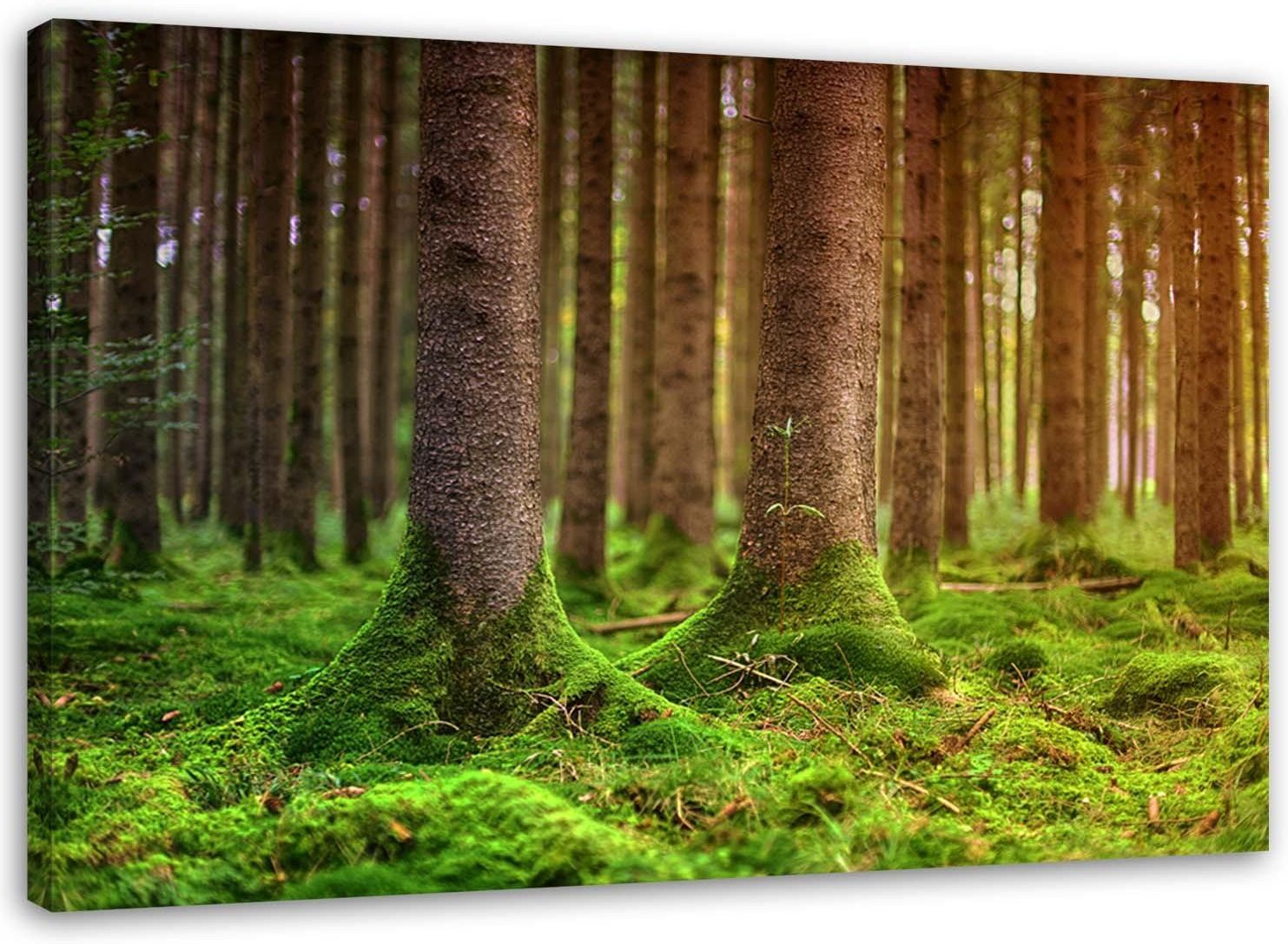 Feeby Obraz Na Płótnie Las Drzewa Mech Natura 100X70 - Opinie i ...