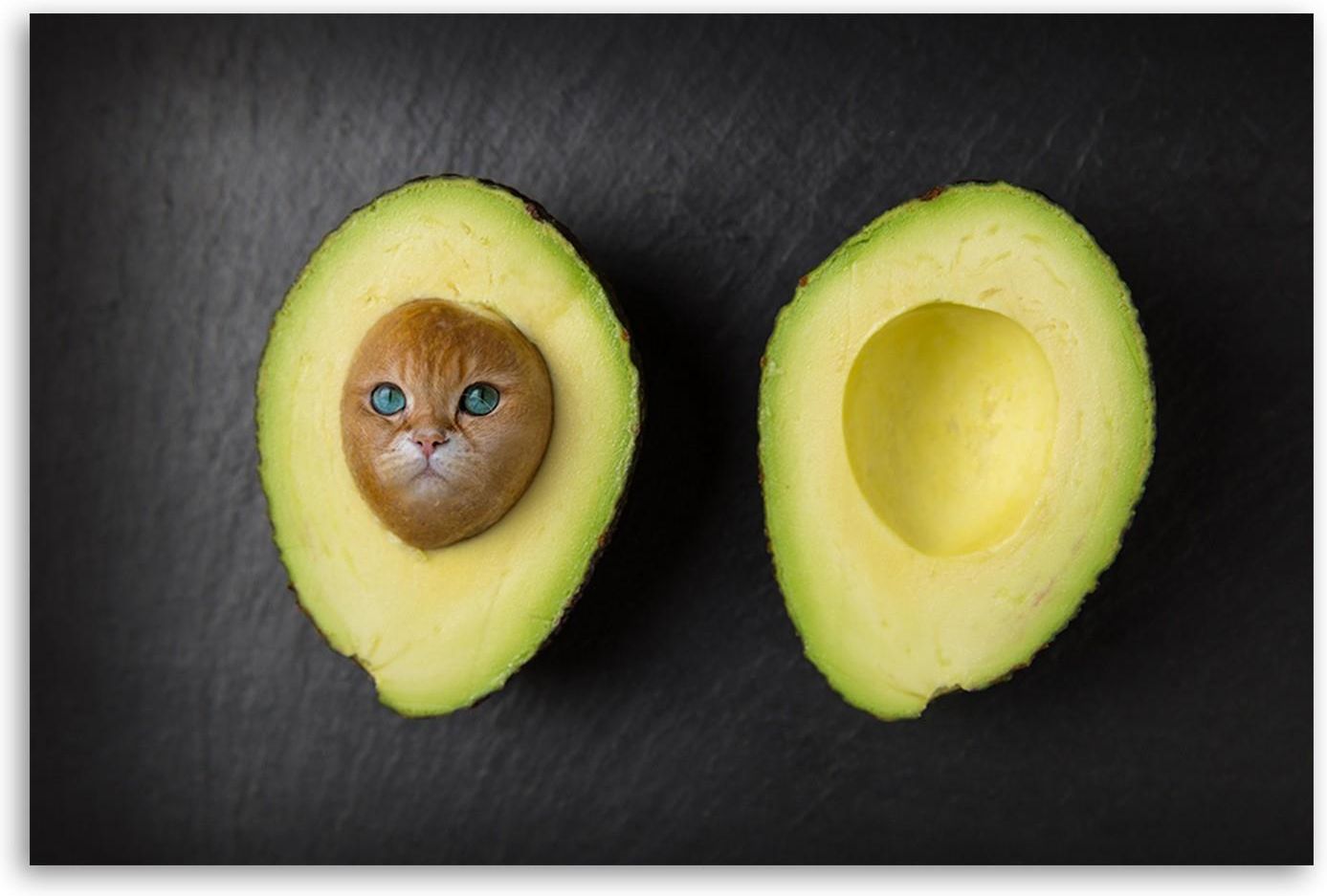 Feeby Obraz Na Płótnie Awokado Kot Galina Bugaevskaya 60X40 - Opinie i ...