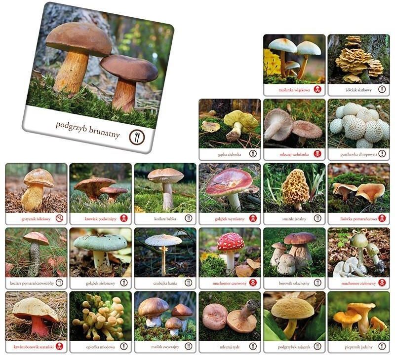 Adamigo Memory Grzyby Polski - Gra dla dziecka - Ceny i opinie - Ceneo.pl