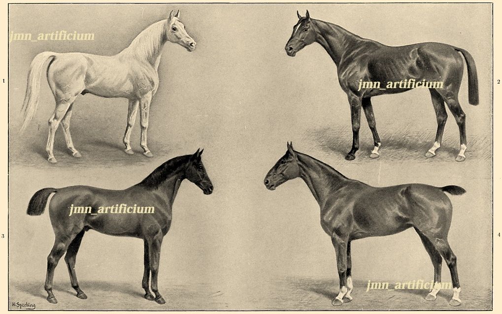 RASY KONI Tablica I. - Opinie i atrakcyjne ceny na Ceneo.pl