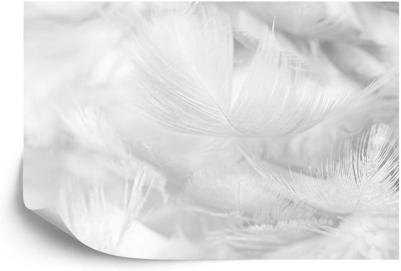 Fototapeta Pióra W Czerni I Bieli - Opinie i ceny na Ceneo.pl