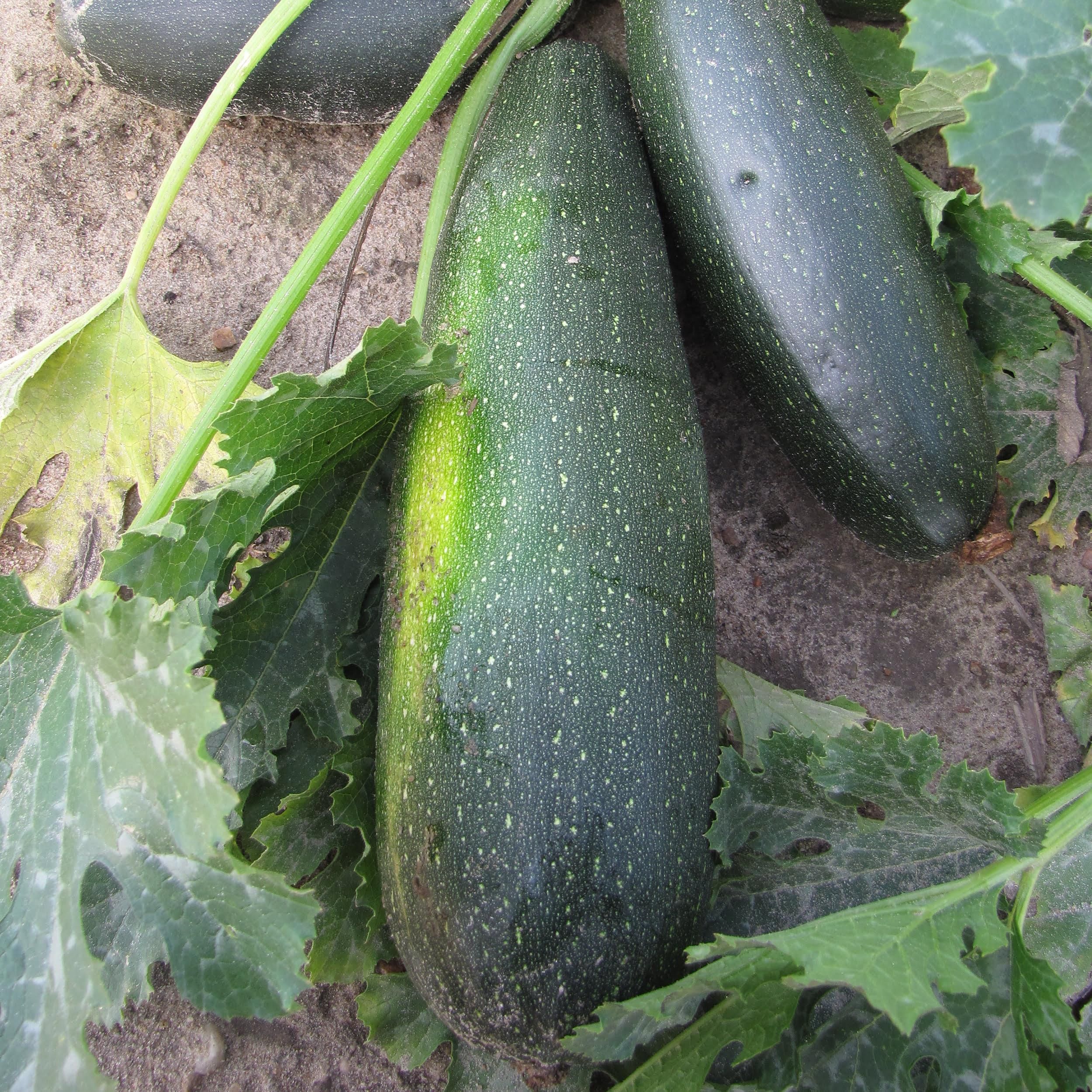 Polski Ogród Dynia Zwyczajna Astra Polka Zielone 3.00G - Ceny i opinie ...