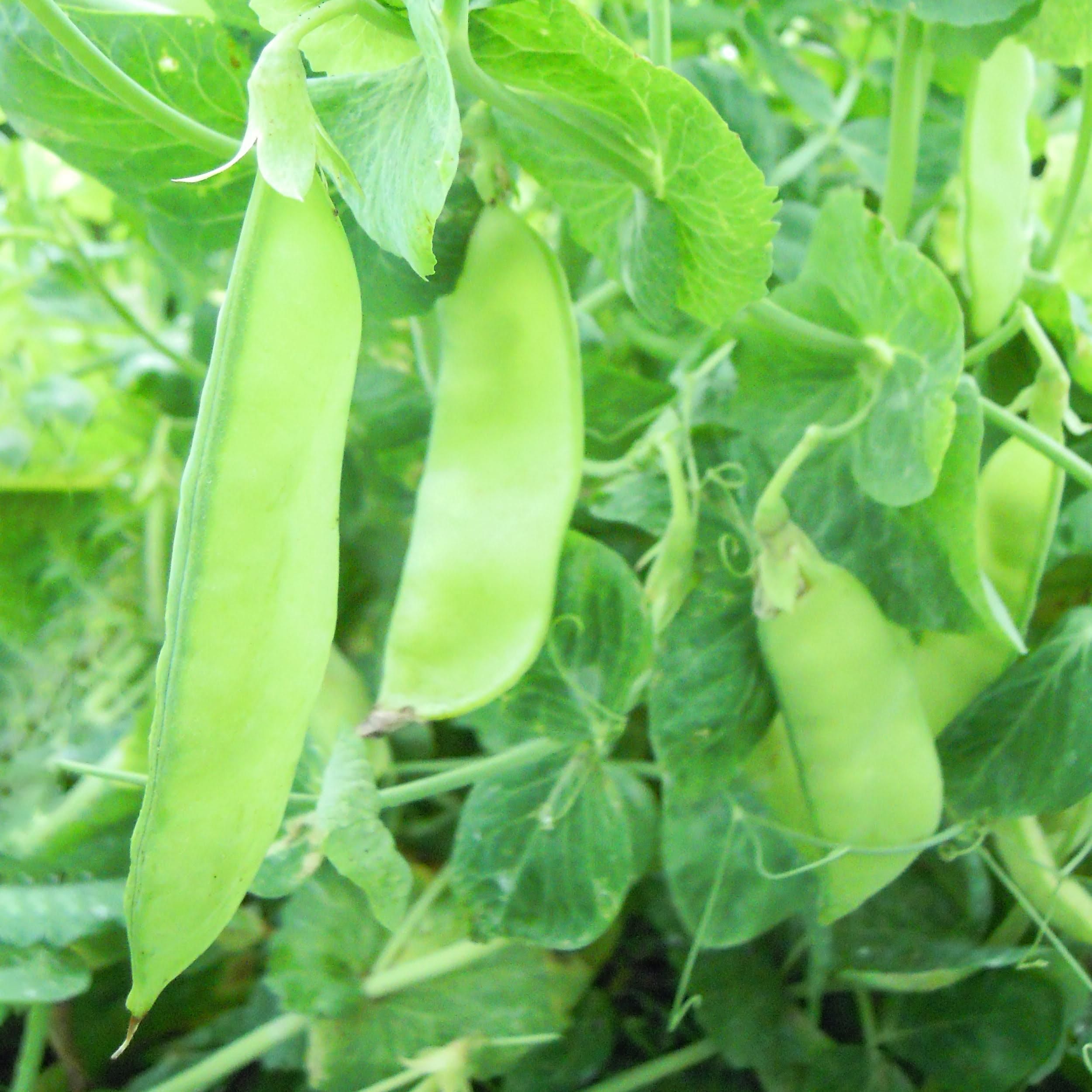 Polski Ogród Groch Siewny Cukrowy Bajka 40.00G - Ceny i opinie - Ceneo.pl