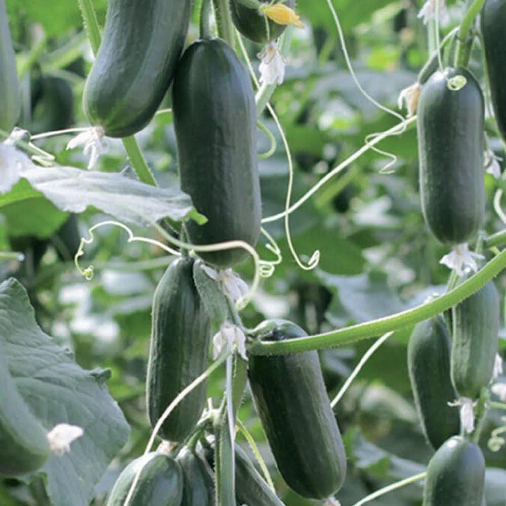 Nelson Garden Ogórek Wiszacy Hopeline F1 Zielony - Ceny i opinie - Ceneo.pl