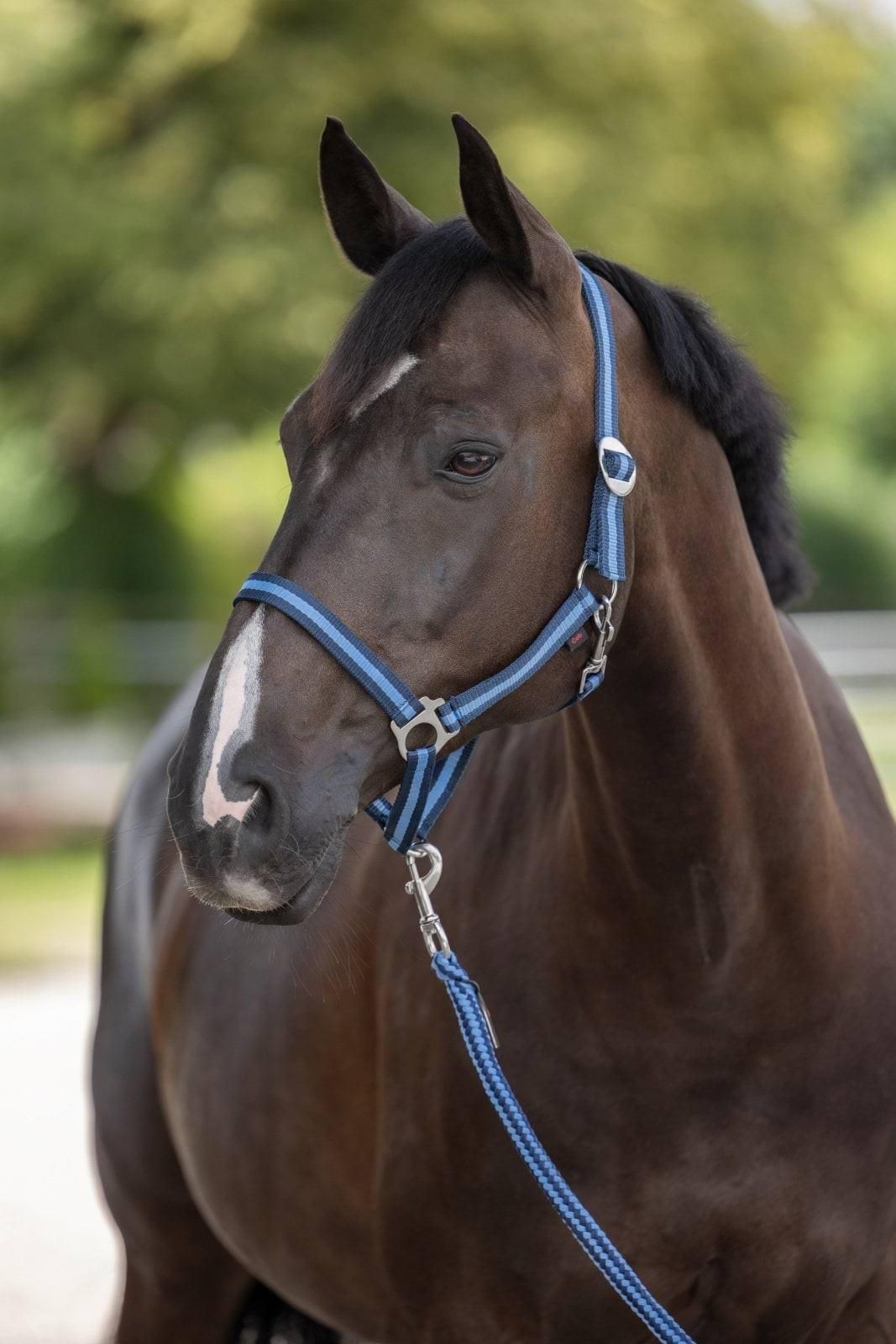 Covalliero Kantar Dla Konia Hippo Granatowy/Niebieski Roz. Pony - Ceny ...