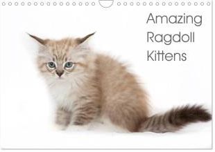Amazing Ragdoll Kittens (Wall Calendar 2025 DIN A4 landscape), CALVENDO ...