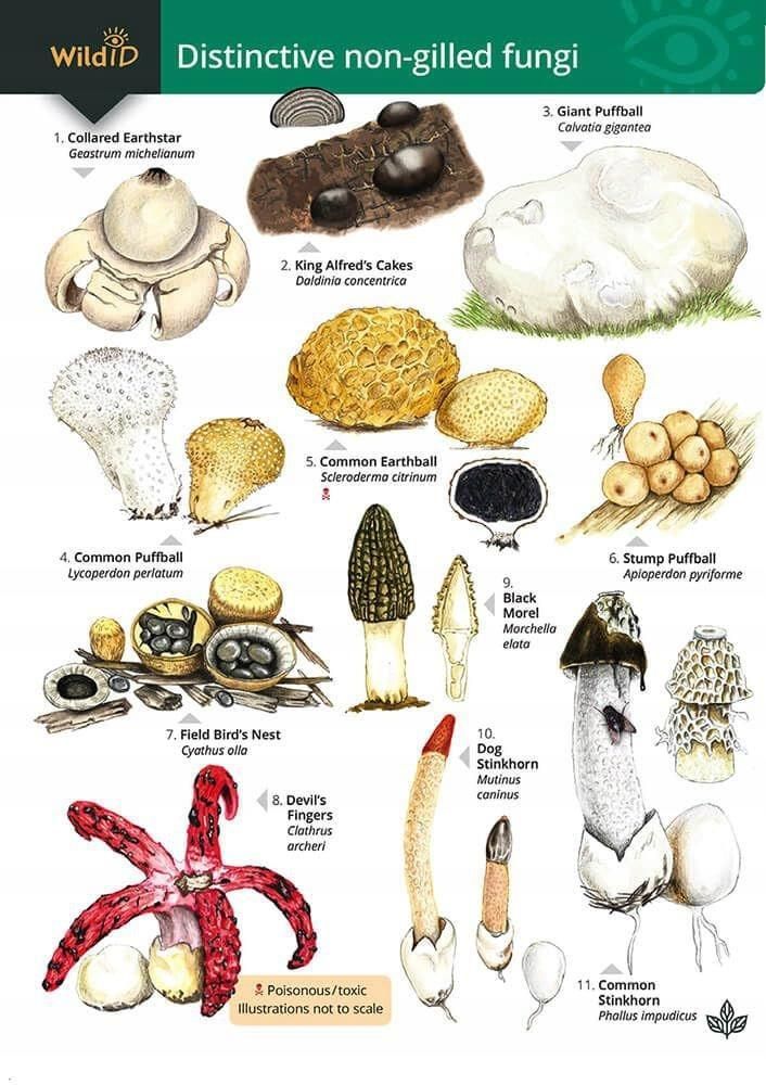 Distinctive non-gilled fungi (WildD) - Geoffrey Kibby - Literatura ...