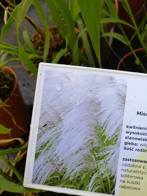 Miskant Chiński Memory Na Suche Bukiety - Ceny i opinie - Ceneo.pl