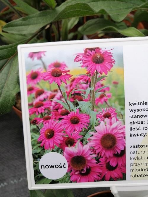 Jeżówka Sensation Wild Romance Miododajna - Ceny i opinie - Ceneo.pl