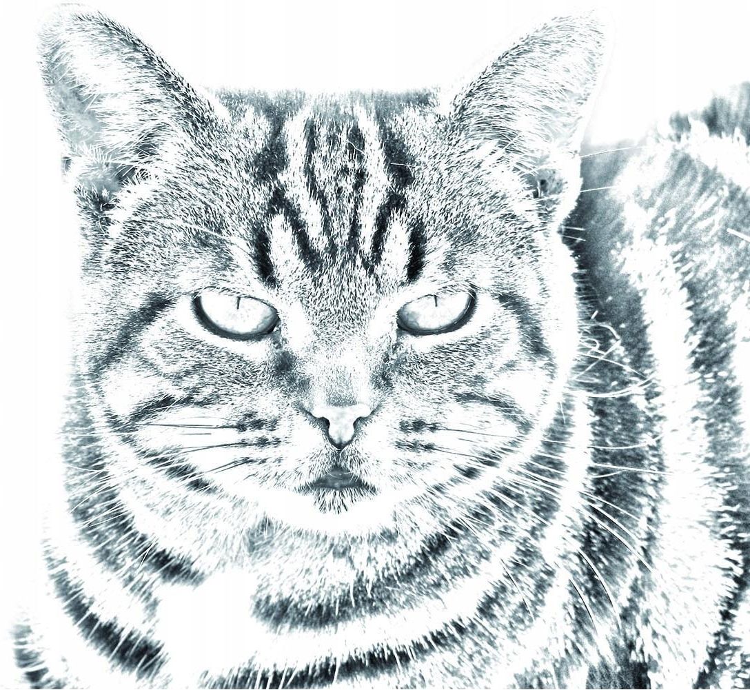 Kot Manx Płytka Ceramiczna Nagrobkowa Pamiątka - Opinie i atrakcyjne ...