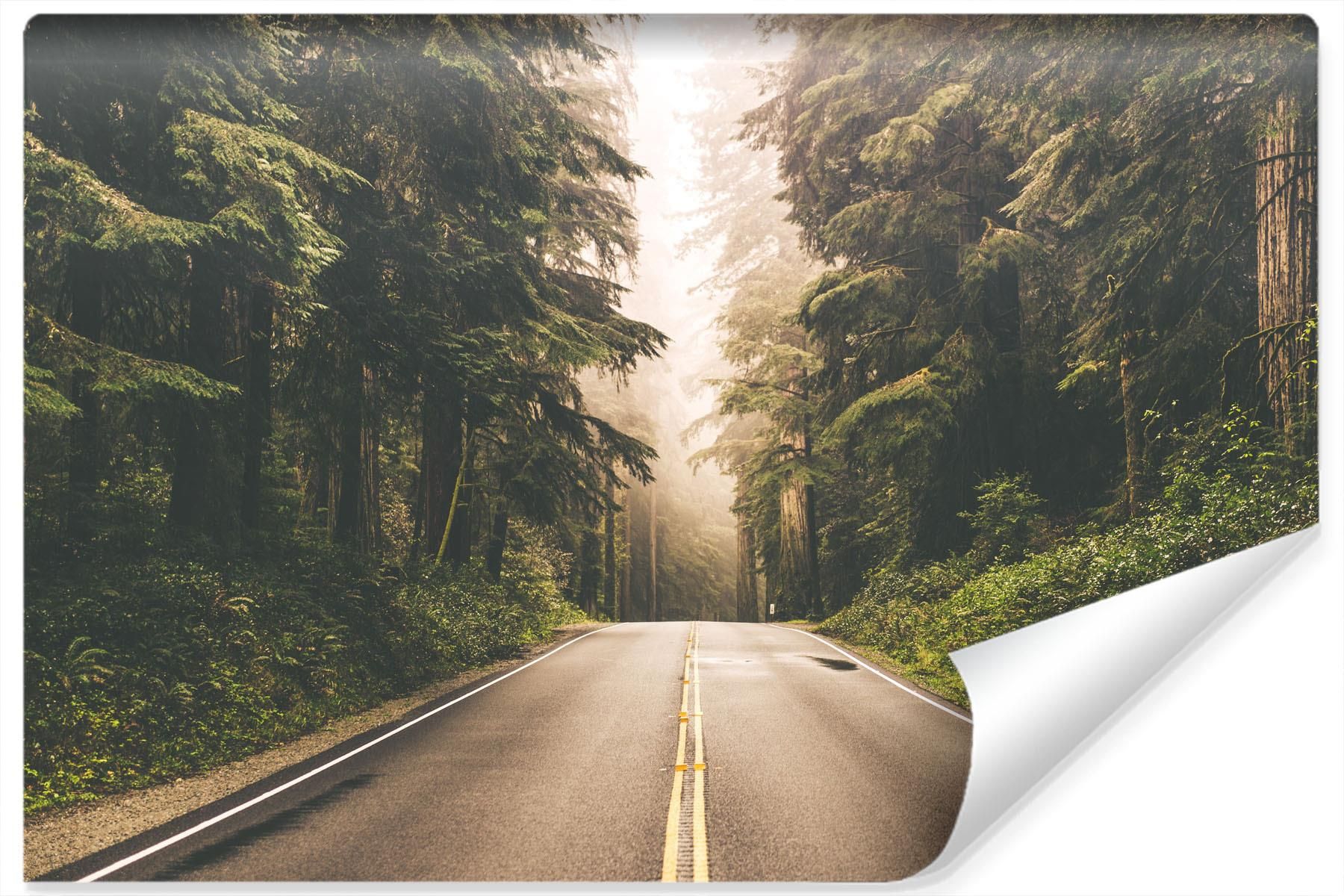 Doboxa Fototapeta Droga W Amerykańskim Lesie Tapeta Samoprzylepna ...