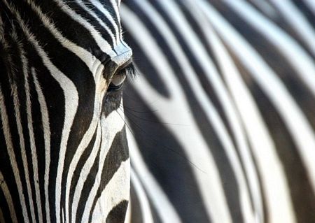 Galeria Flash Zebra (Michael Novacek) (Fs0063) - Opinie i ceny na Ceneo.pl