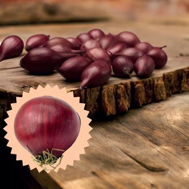 Królik Cebula Dymka Zimująca Czerwona Akado 1kg - Ceny i opinie - Ceneo.pl