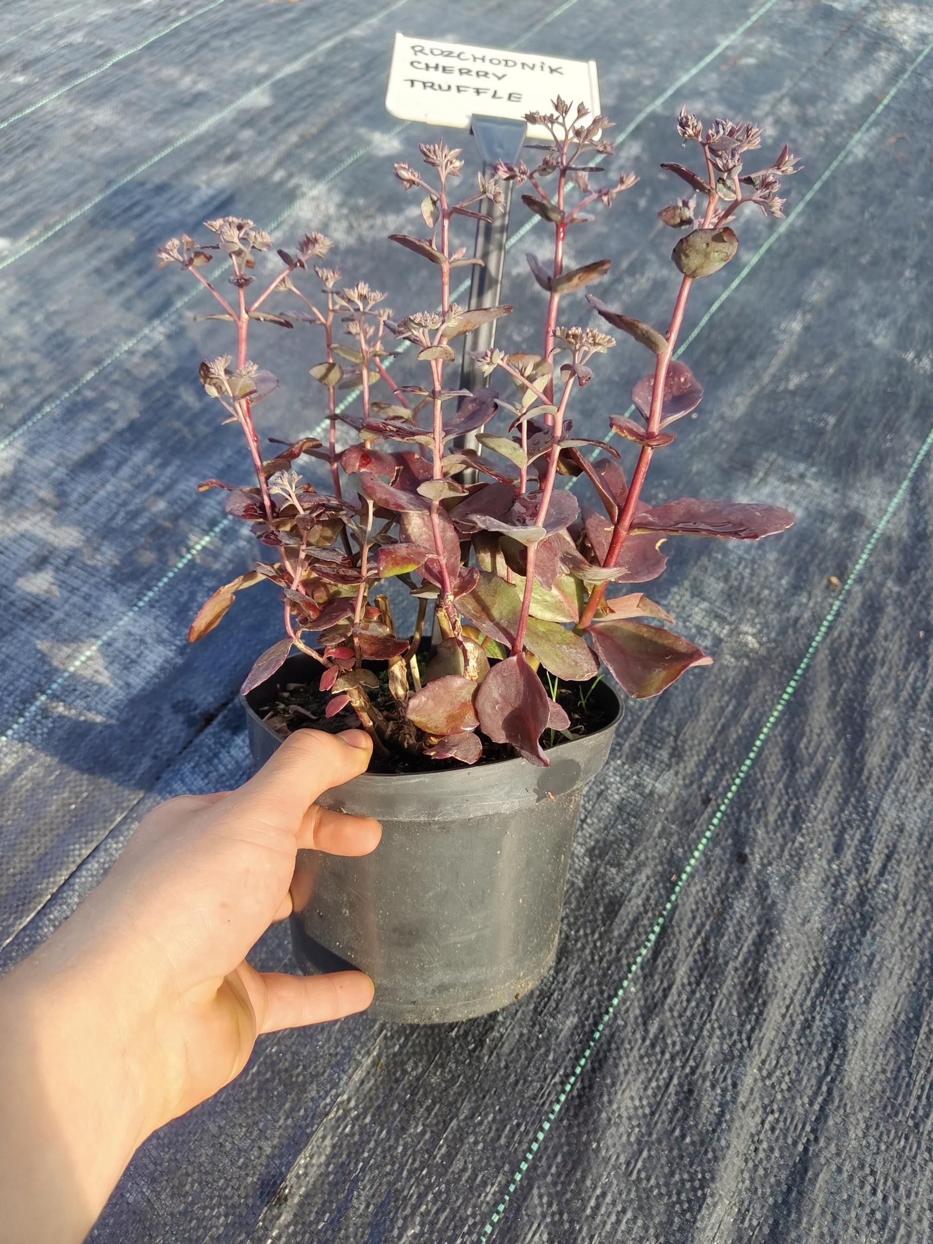 Rozchodnik Okazały Oriental Dancer C2 Fioletowy - Ceny i opinie - Ceneo.pl