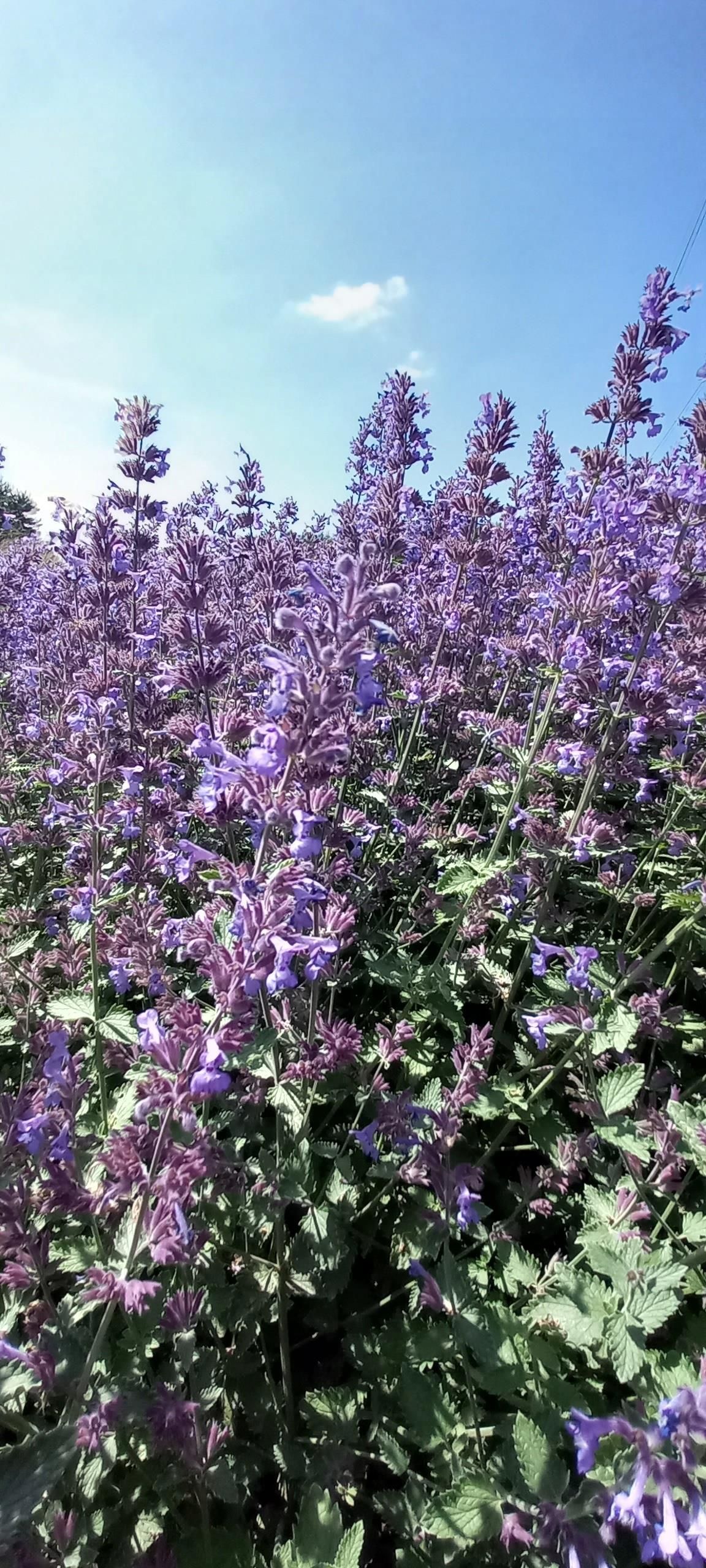 Kocimiętka Fassena Walker`S Low Nepeta X Faassenii Walker`S P11 - Ceny i opinie - Ceneo.pl